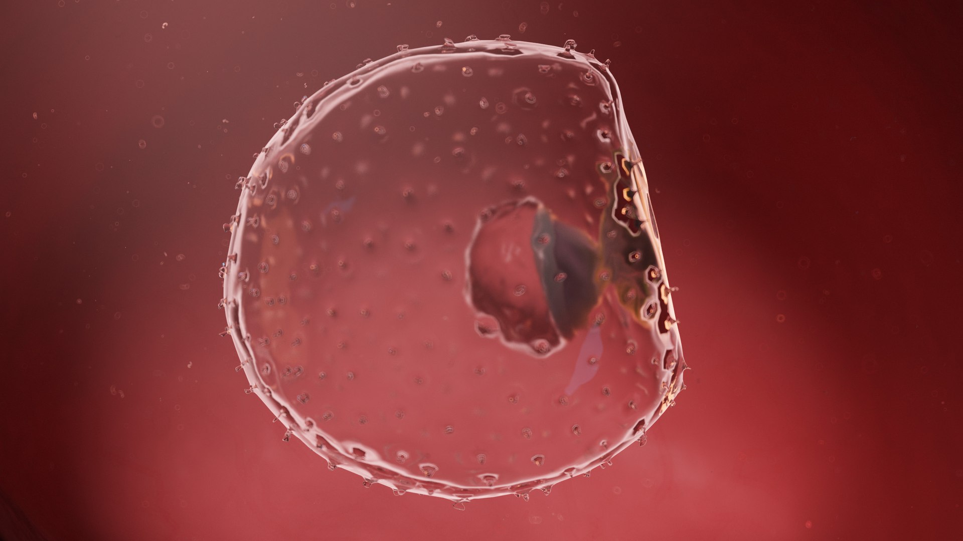 3D Human Embryo Stage 7 - TurboSquid 1829601