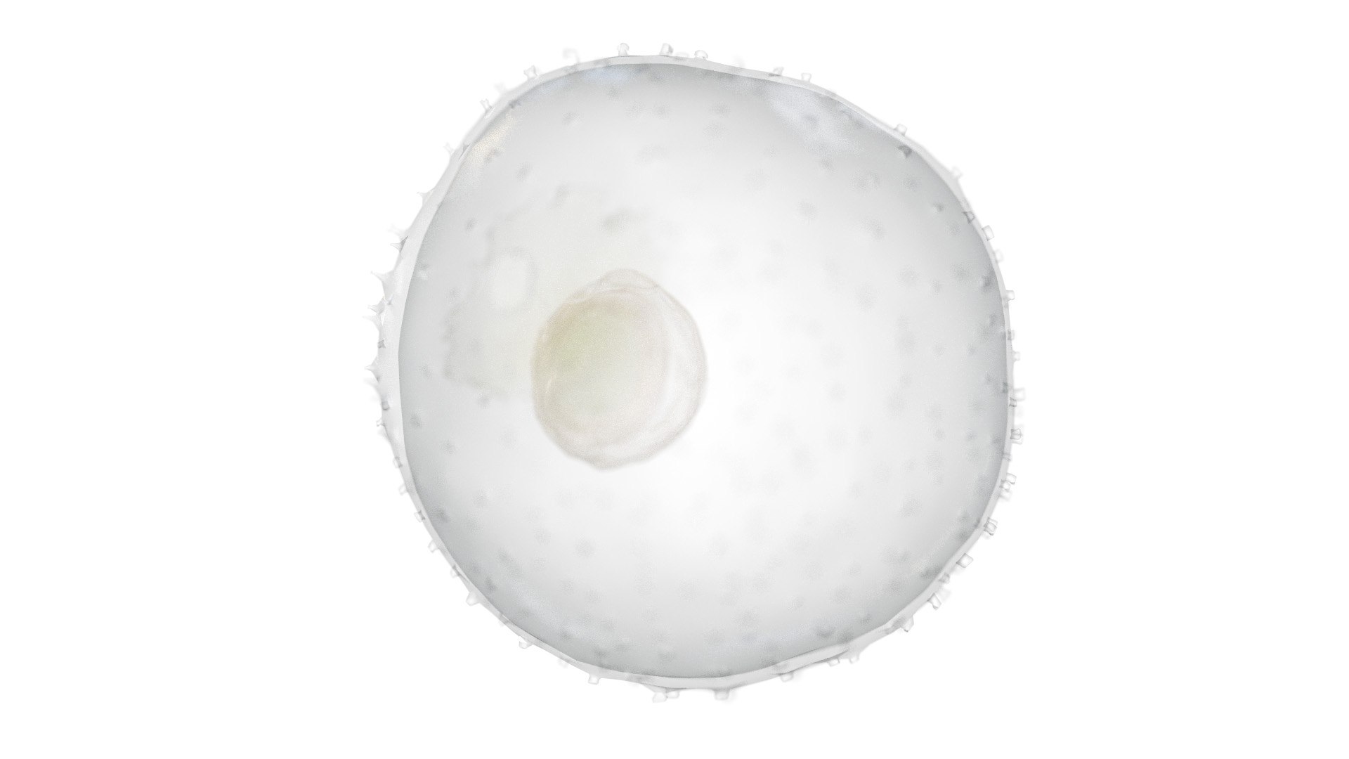 3D Human Embryo Stage 7 - TurboSquid 1829601