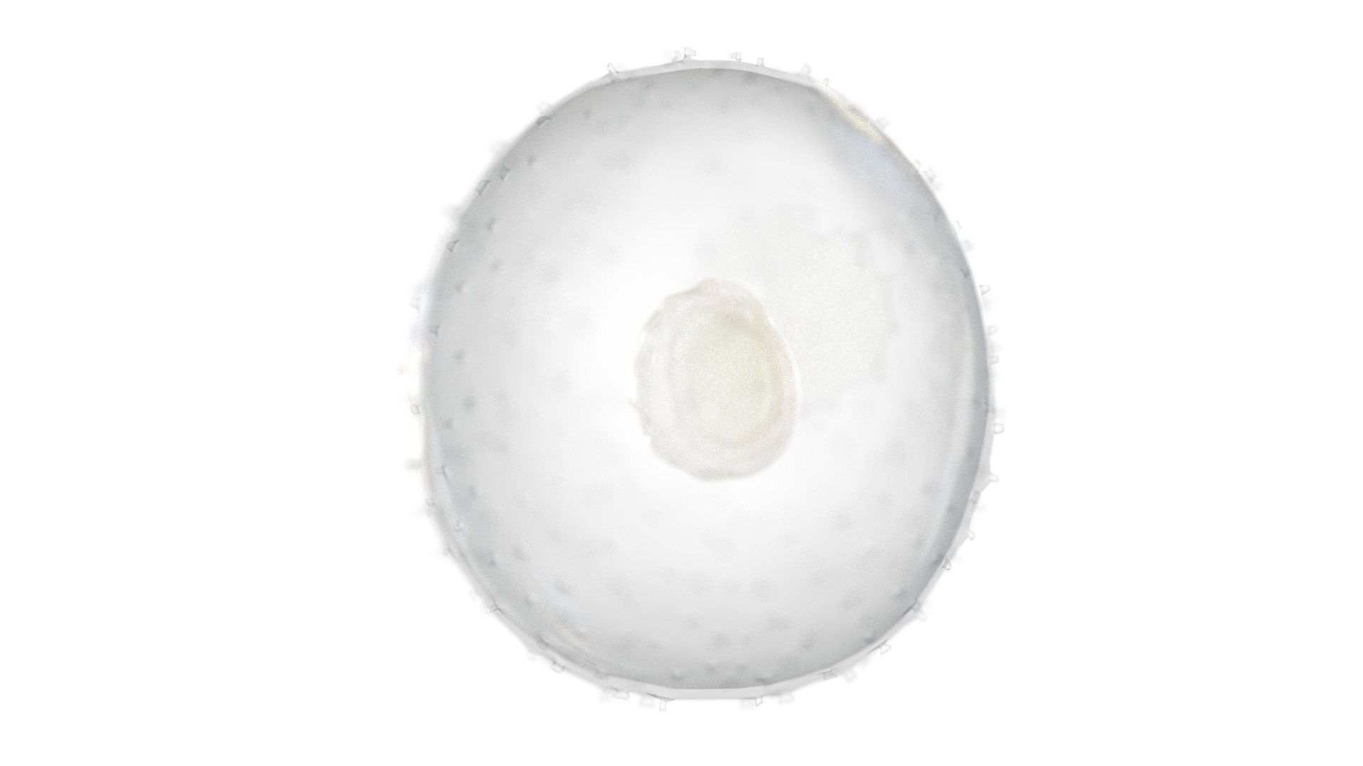 3D Human Embryo Stage 7 - TurboSquid 1829601