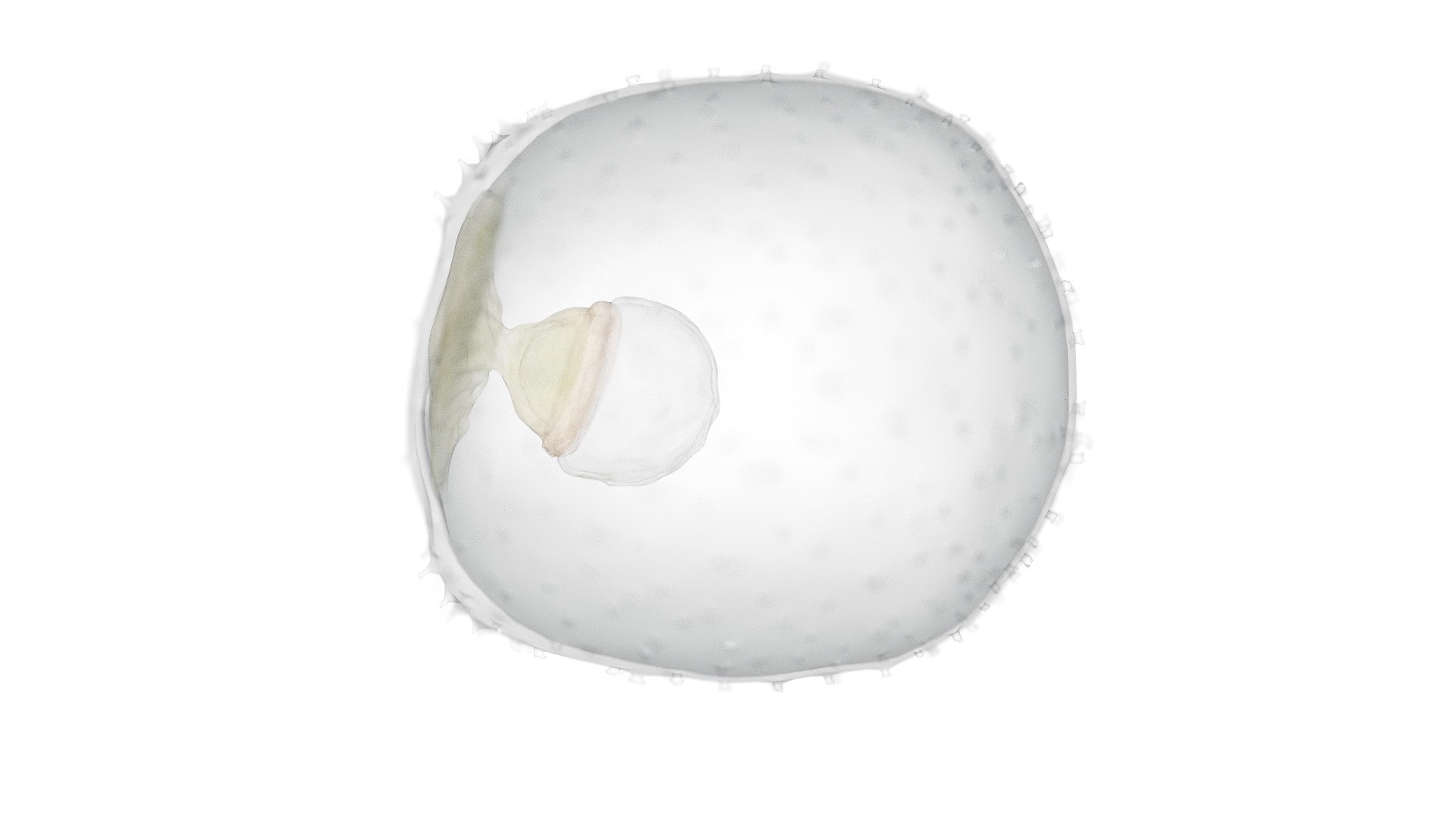 3D Human Embryo Stage 7 - TurboSquid 1829601