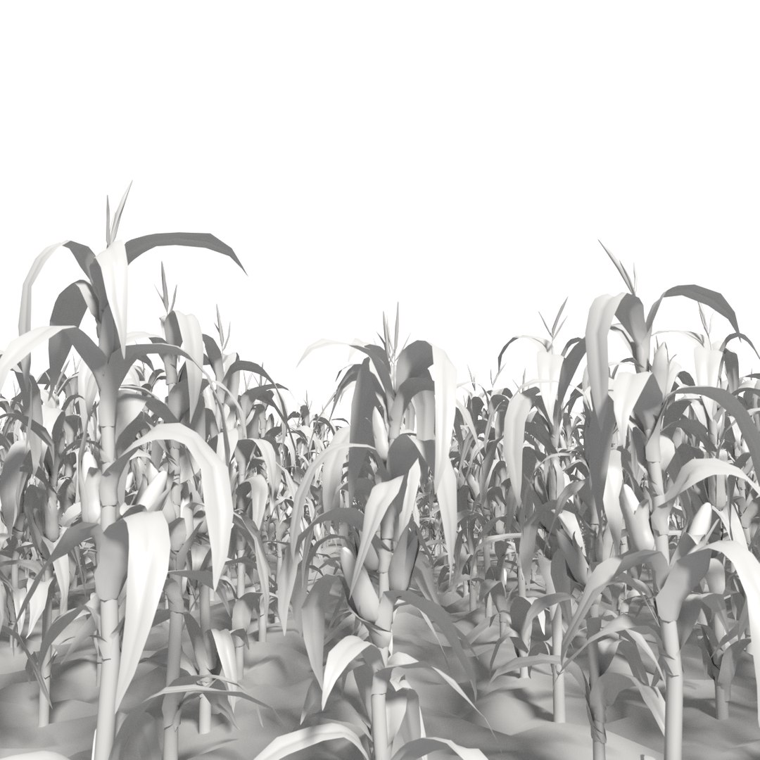 Corn Field 3d Model