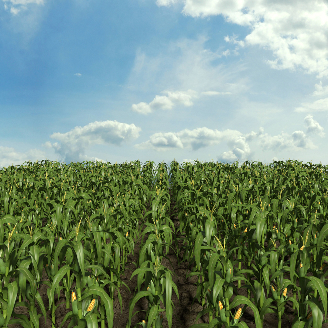 Corn Field 3d Model