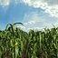 Corn Field 3d Model