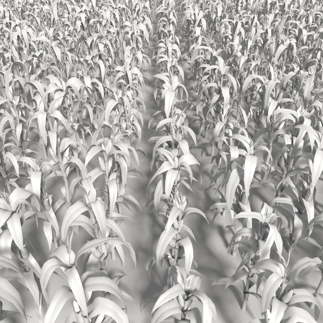 Corn Field 3d Model