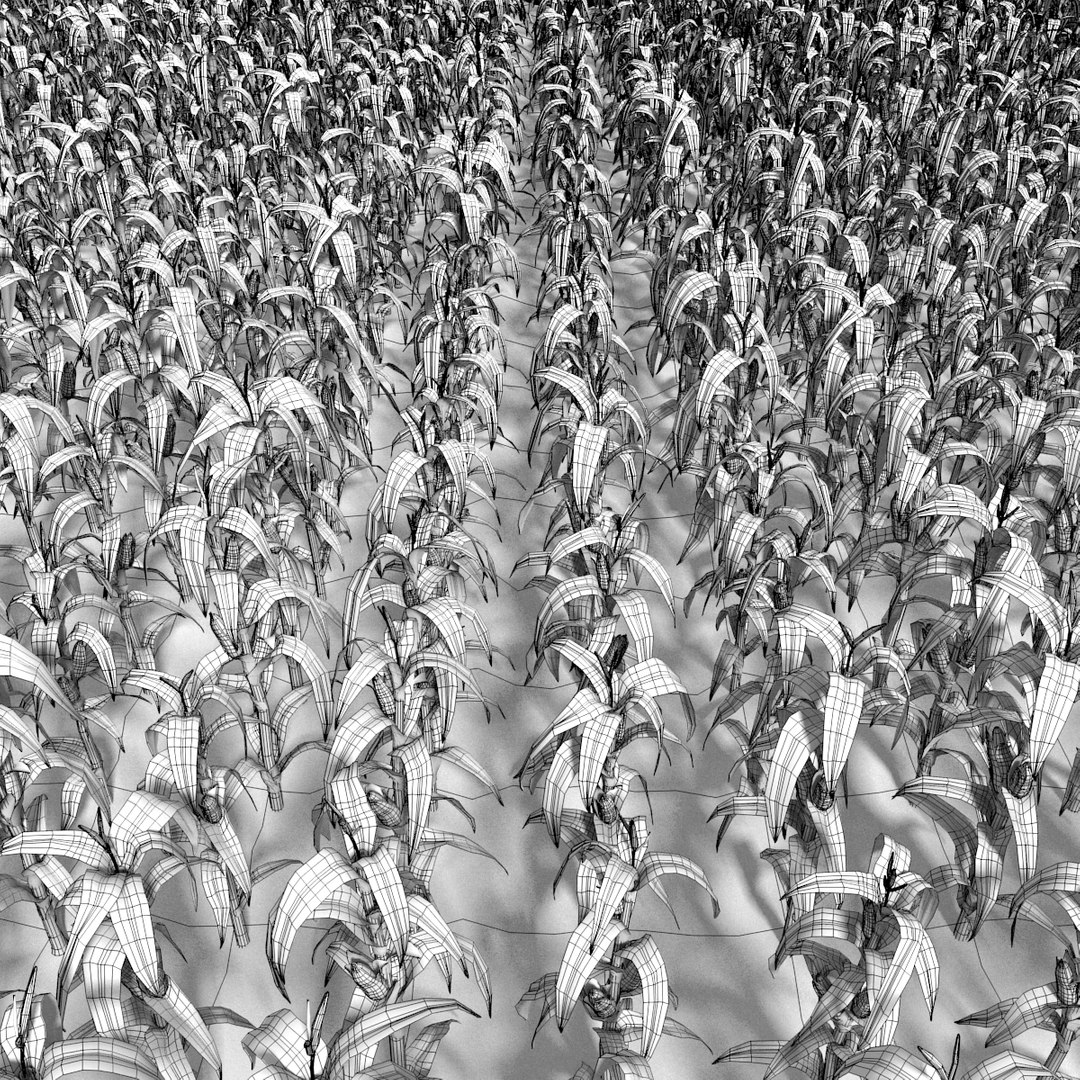 Corn Field 3d Model