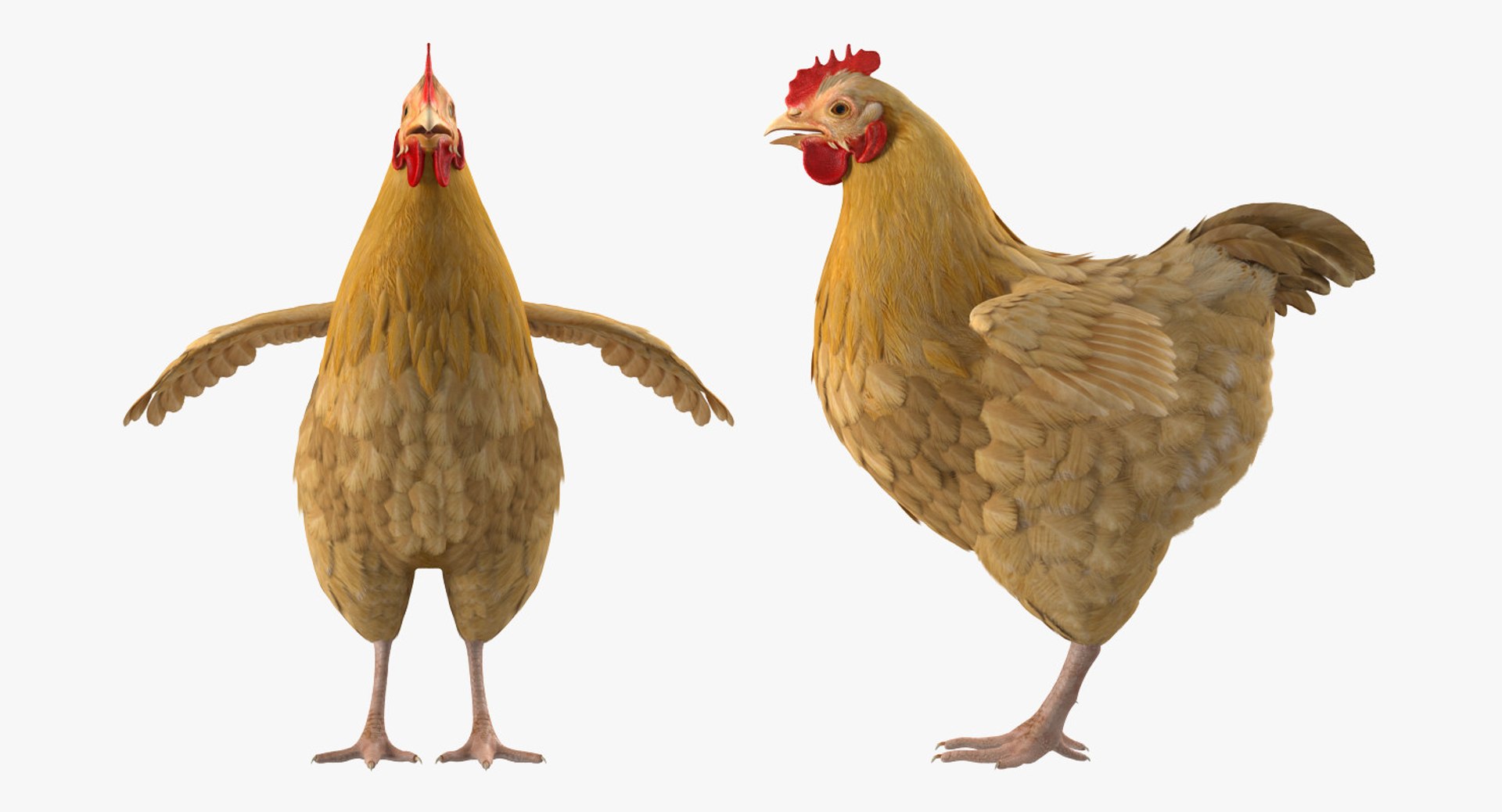 3D chickens hen realistic - TurboSquid 1200617