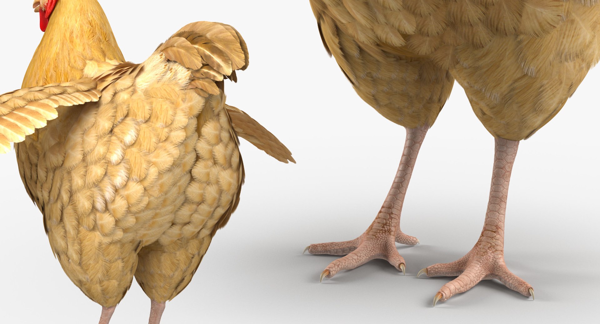 3D Chickens Hen Realistic - TurboSquid 1200617