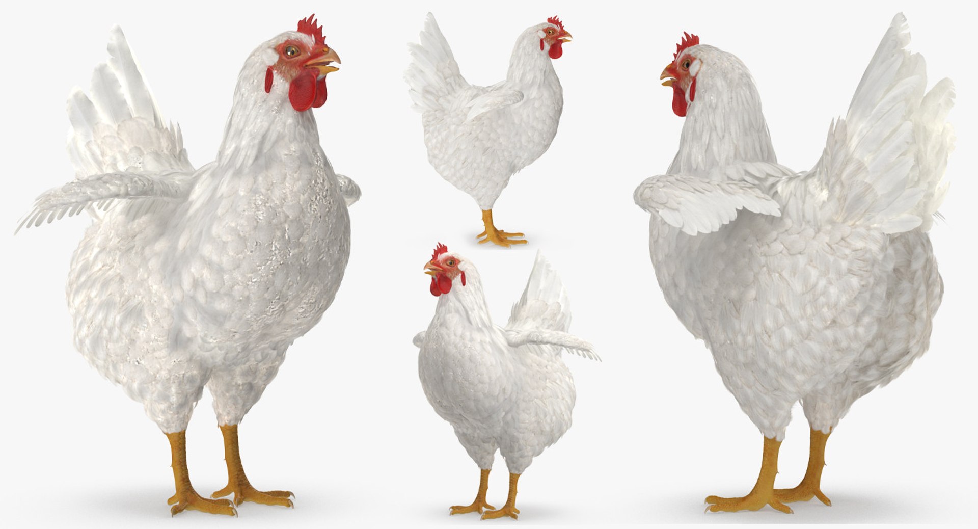 3D Chickens Hen Realistic - TurboSquid 1200617