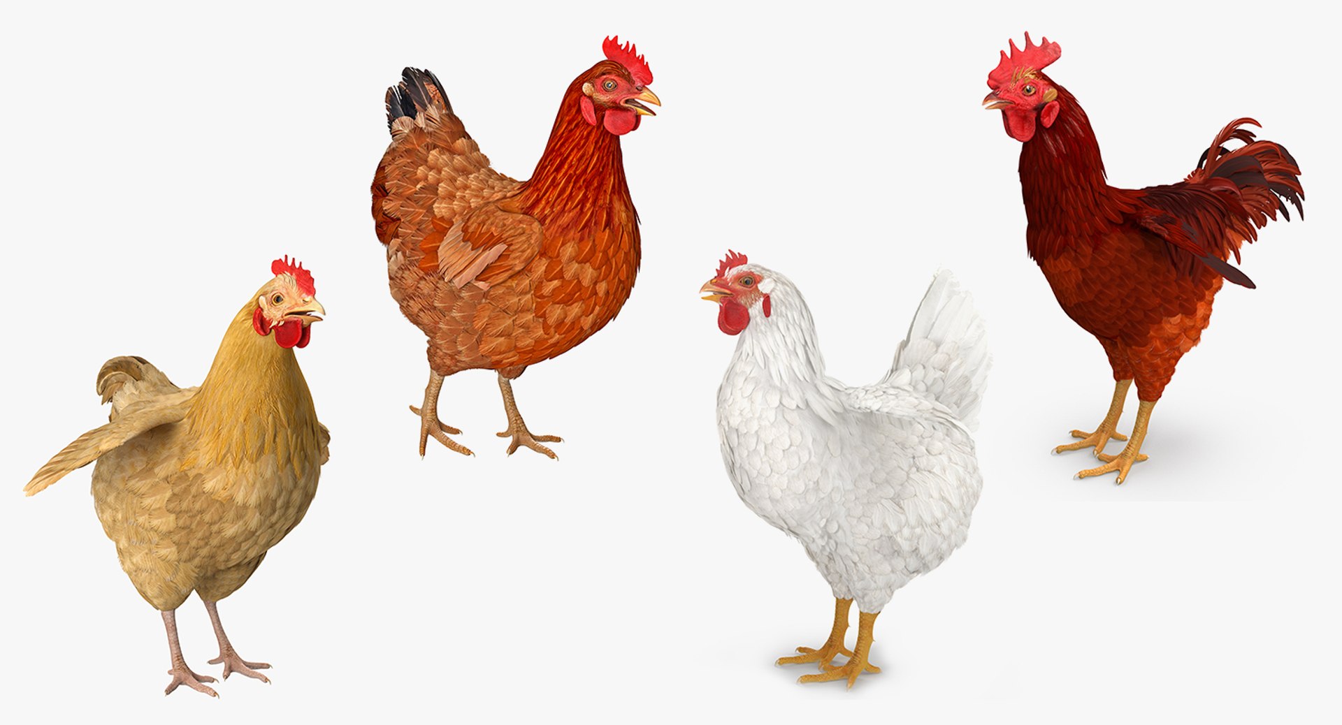 3D Chickens Hen Realistic - TurboSquid 1200617