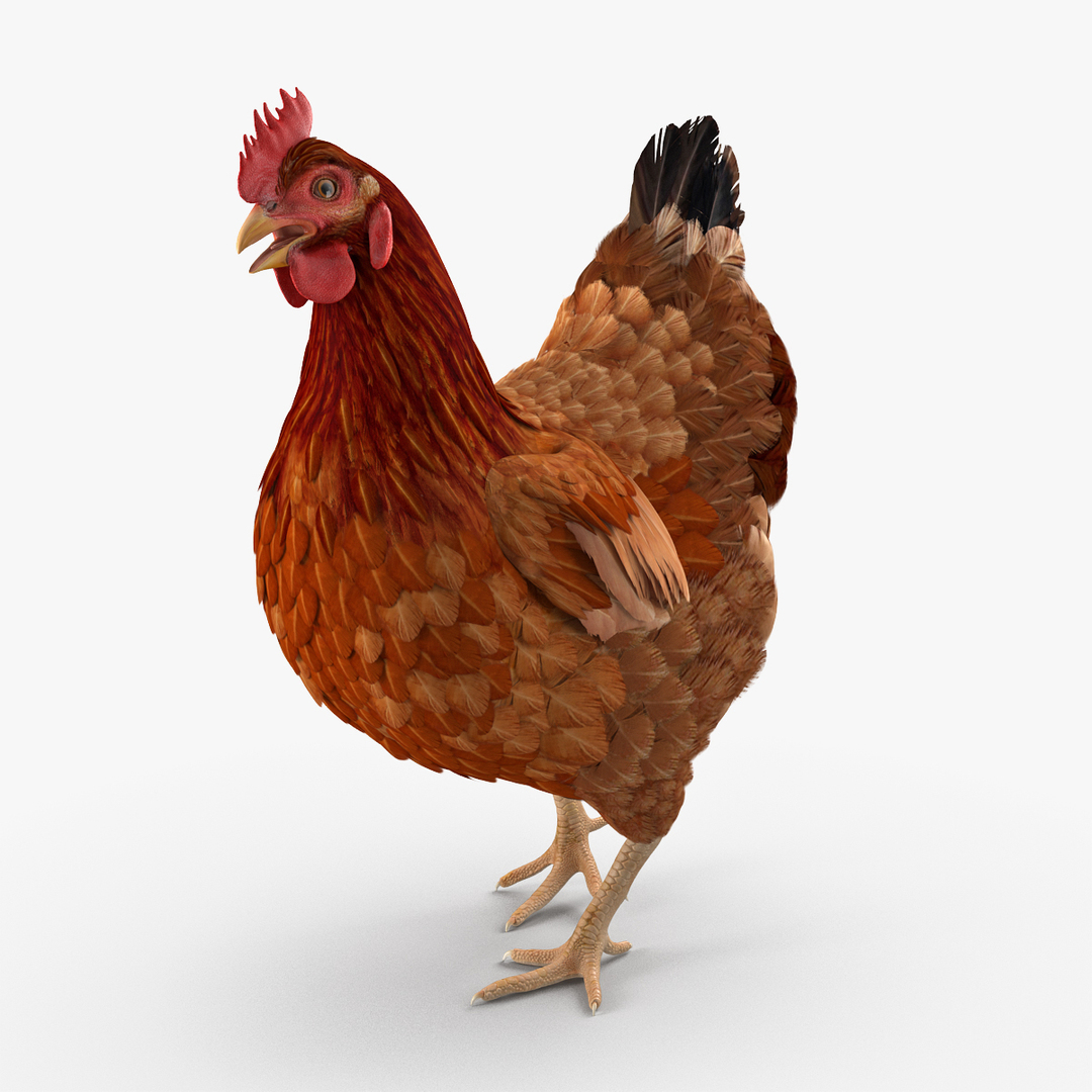 3D Chickens Hen Realistic - TurboSquid 1200617
