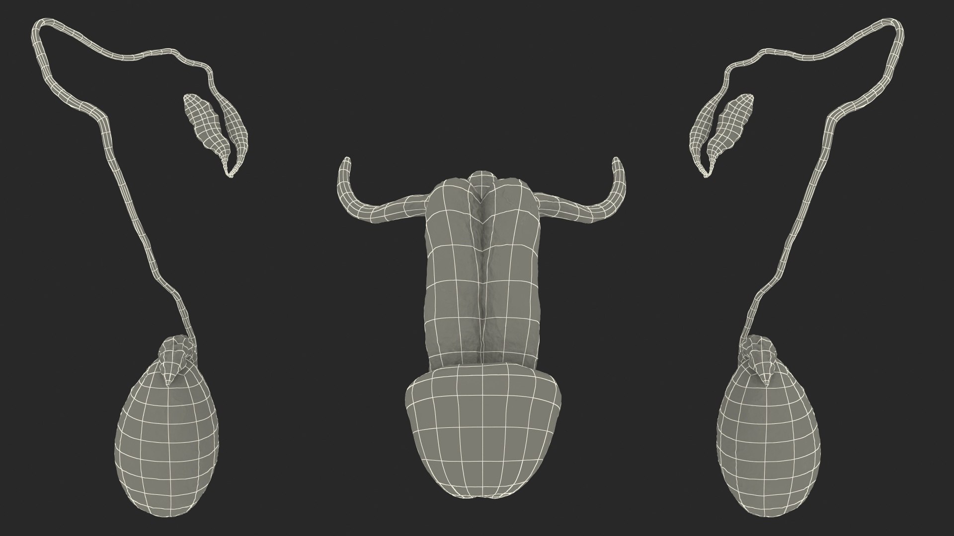 Male Reproductive 3D - TurboSquid 1466216