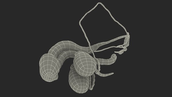 Male reproductive 3D - TurboSquid 1466216