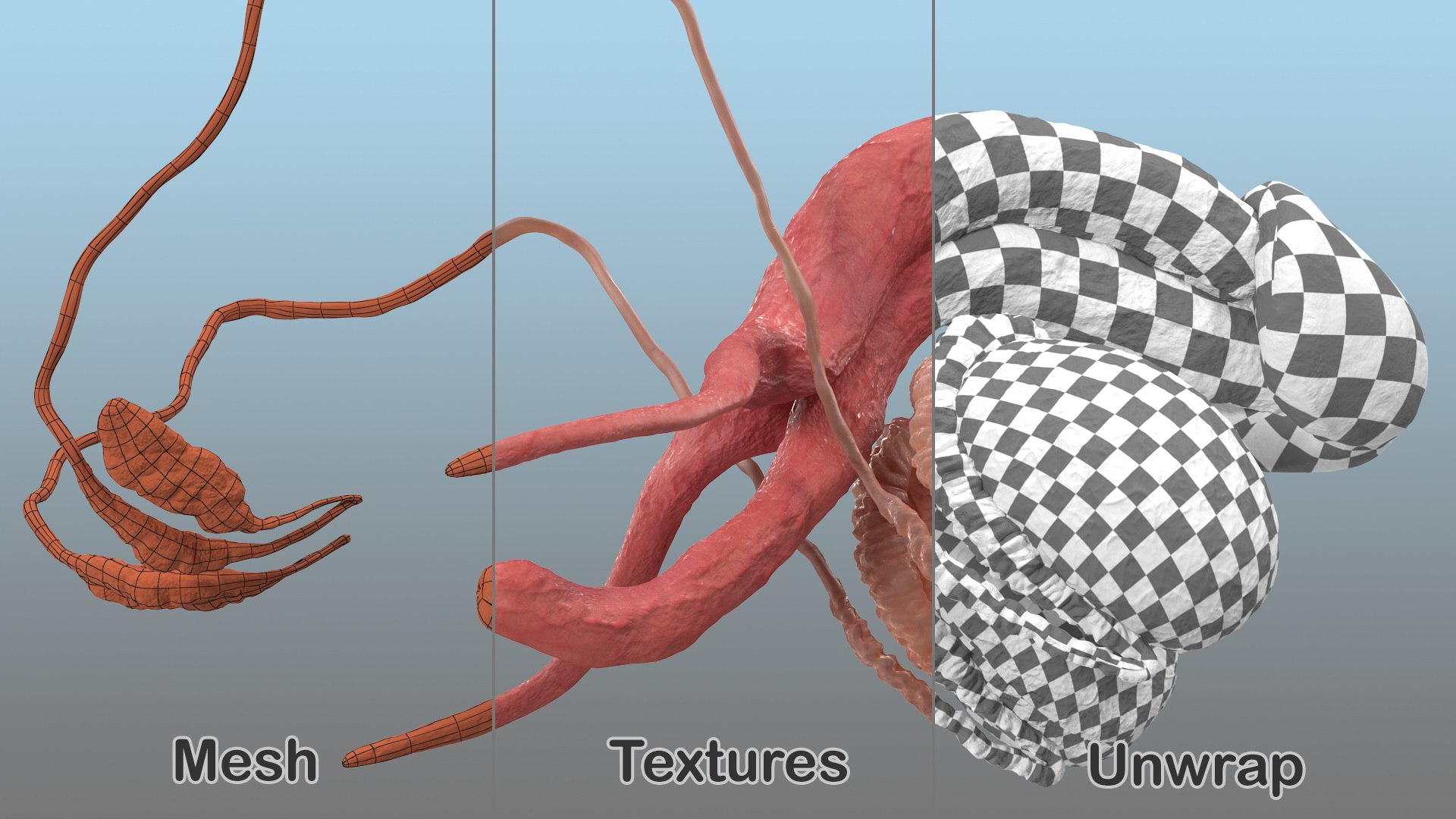 Male Reproductive 3D - TurboSquid 1466216