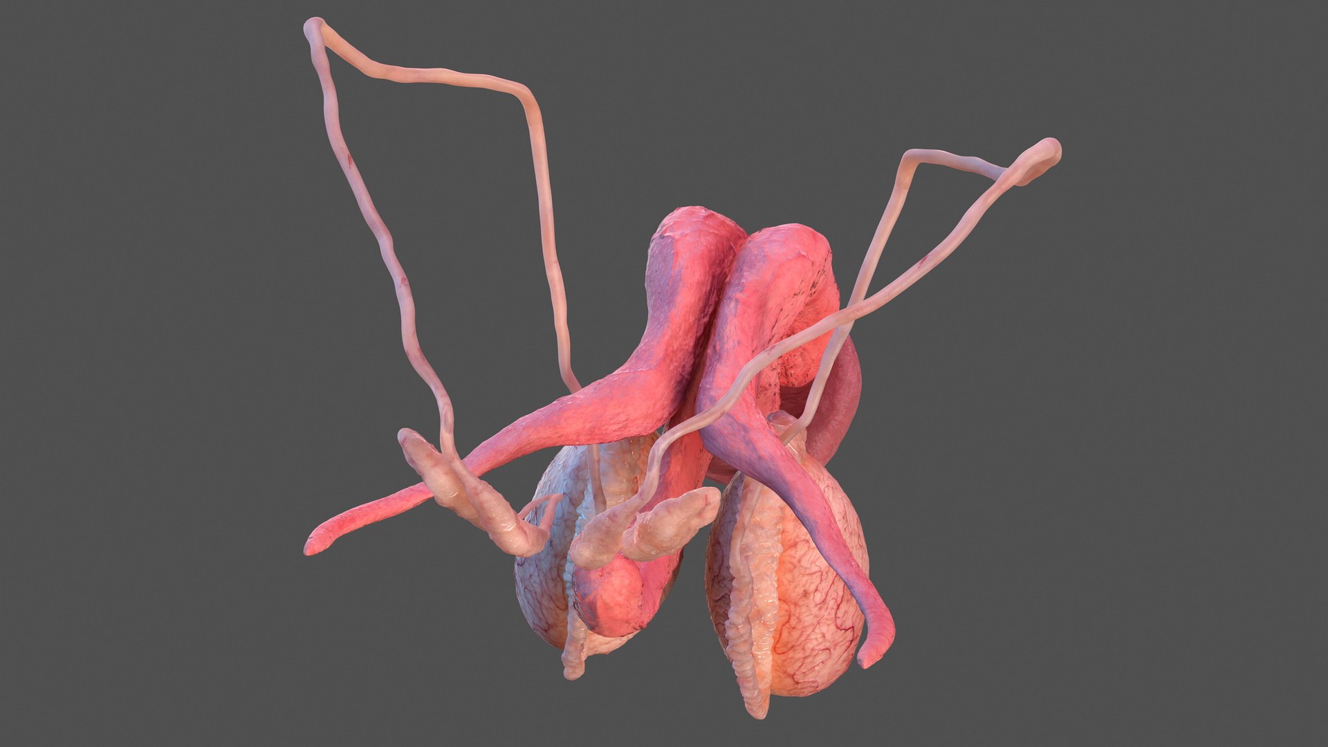Male Reproductive 3D - TurboSquid 1466216