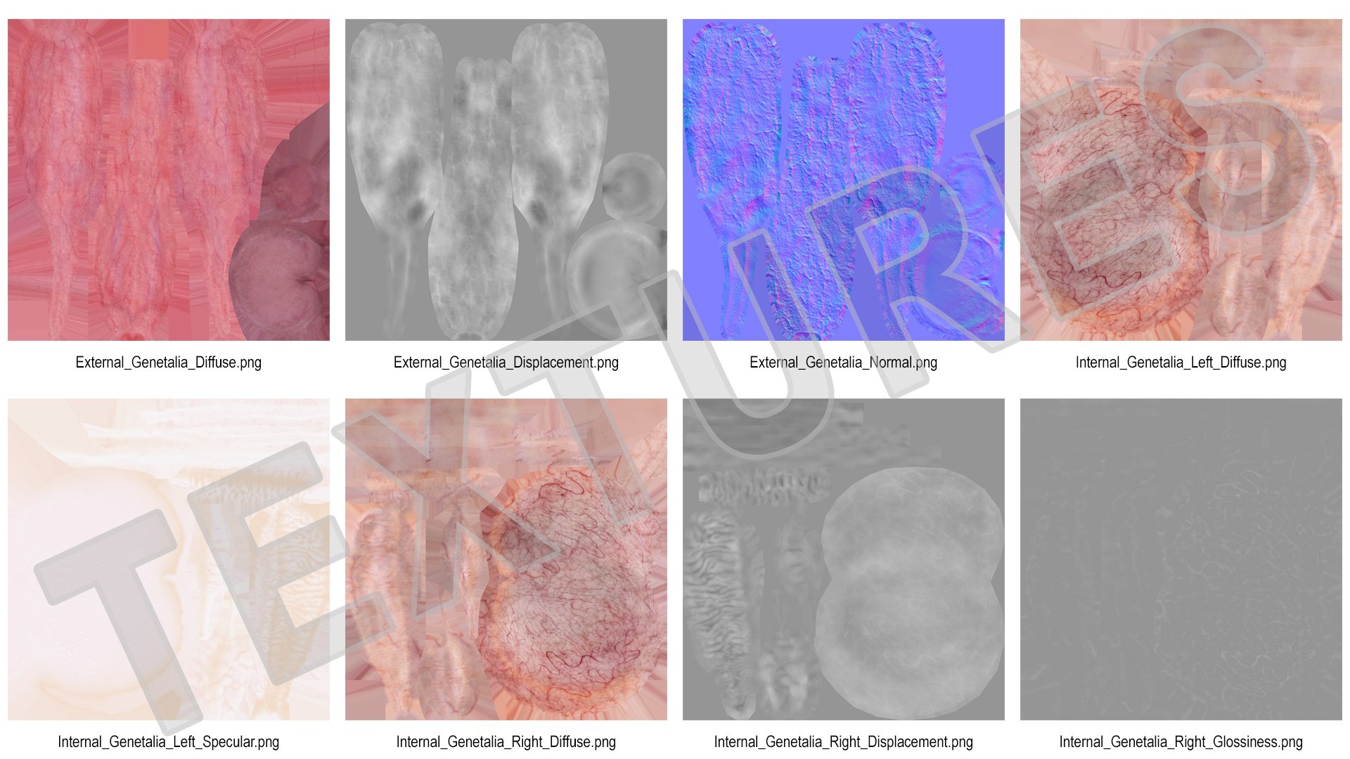 Male Reproductive 3D - TurboSquid 1466216