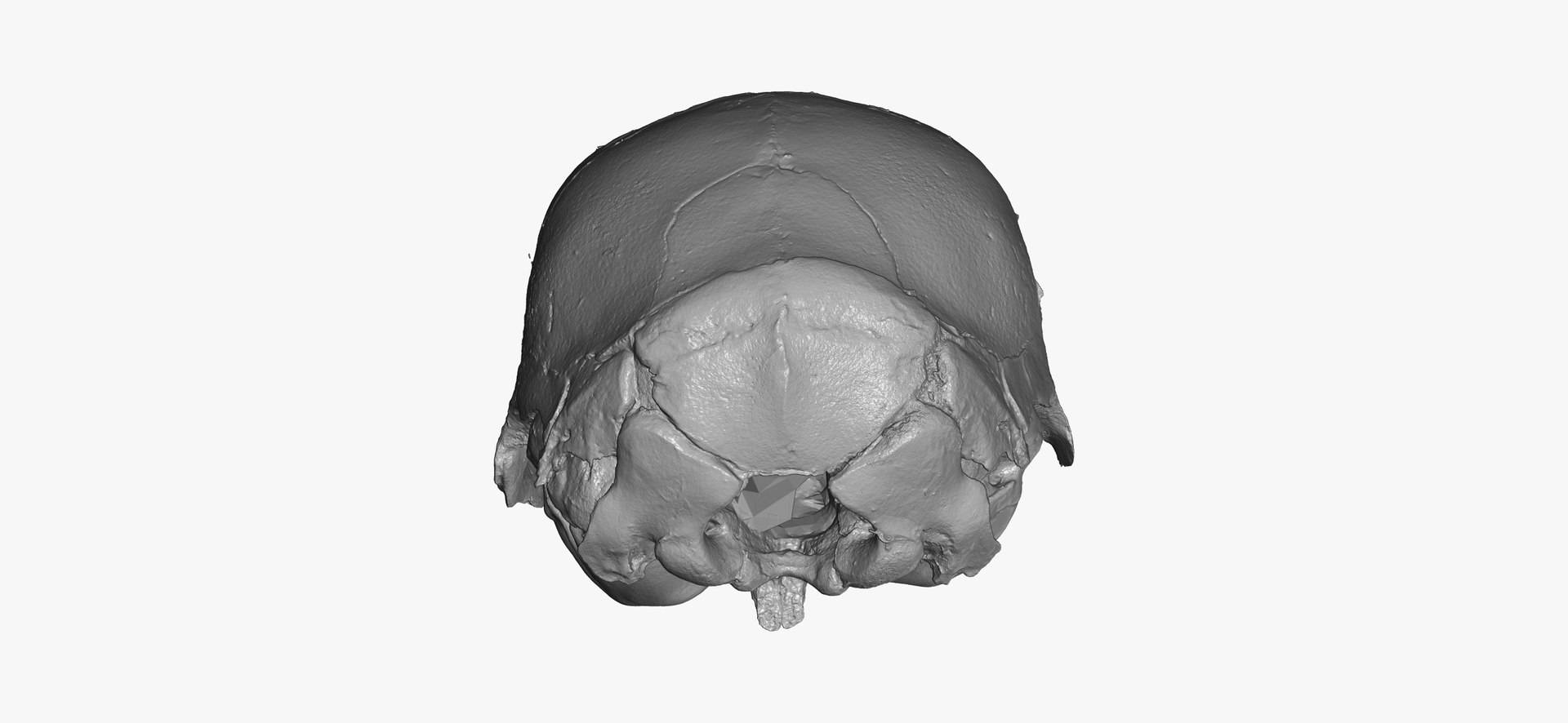 Crested Porcupine Hystrix Cristata 3D - TurboSquid 1579055