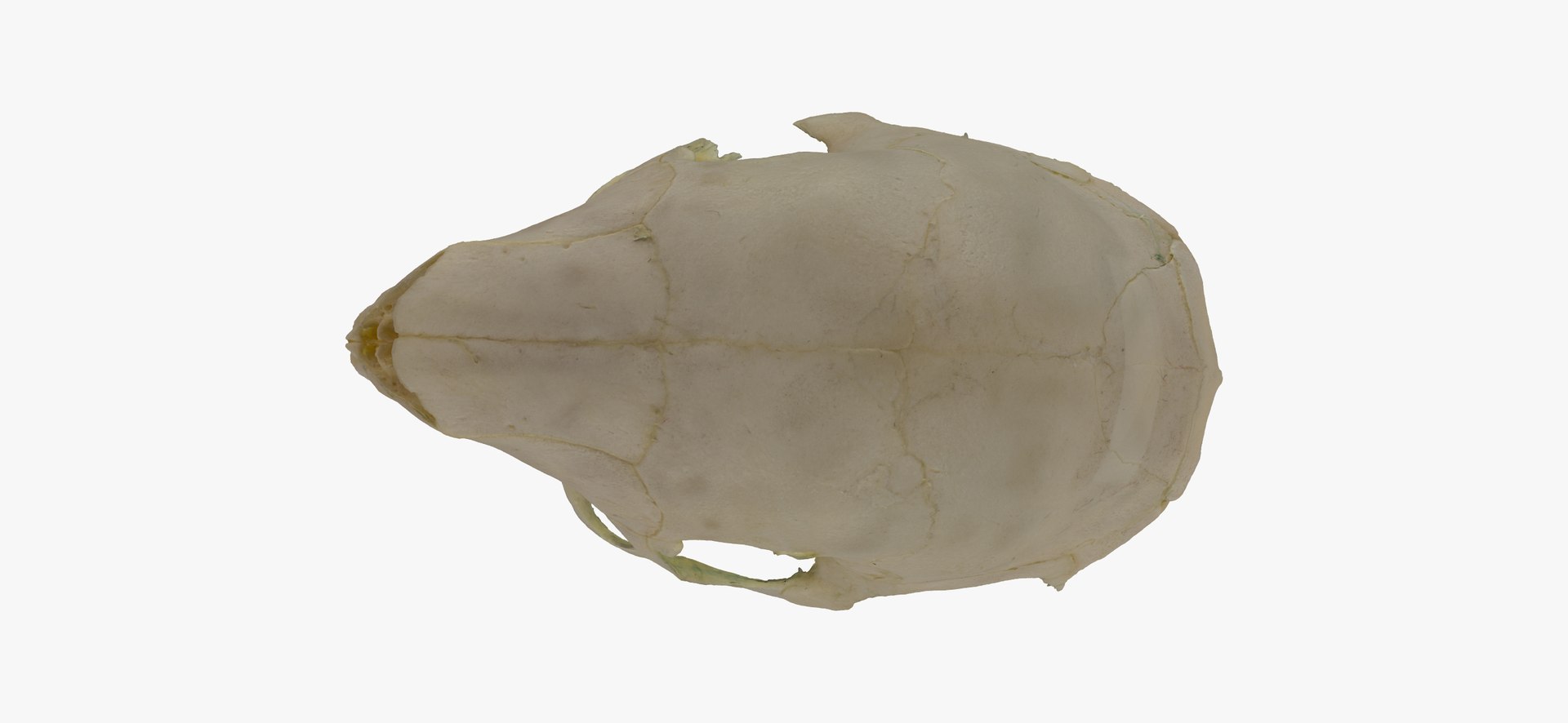 Crested Porcupine Hystrix Cristata 3D - TurboSquid 1579055