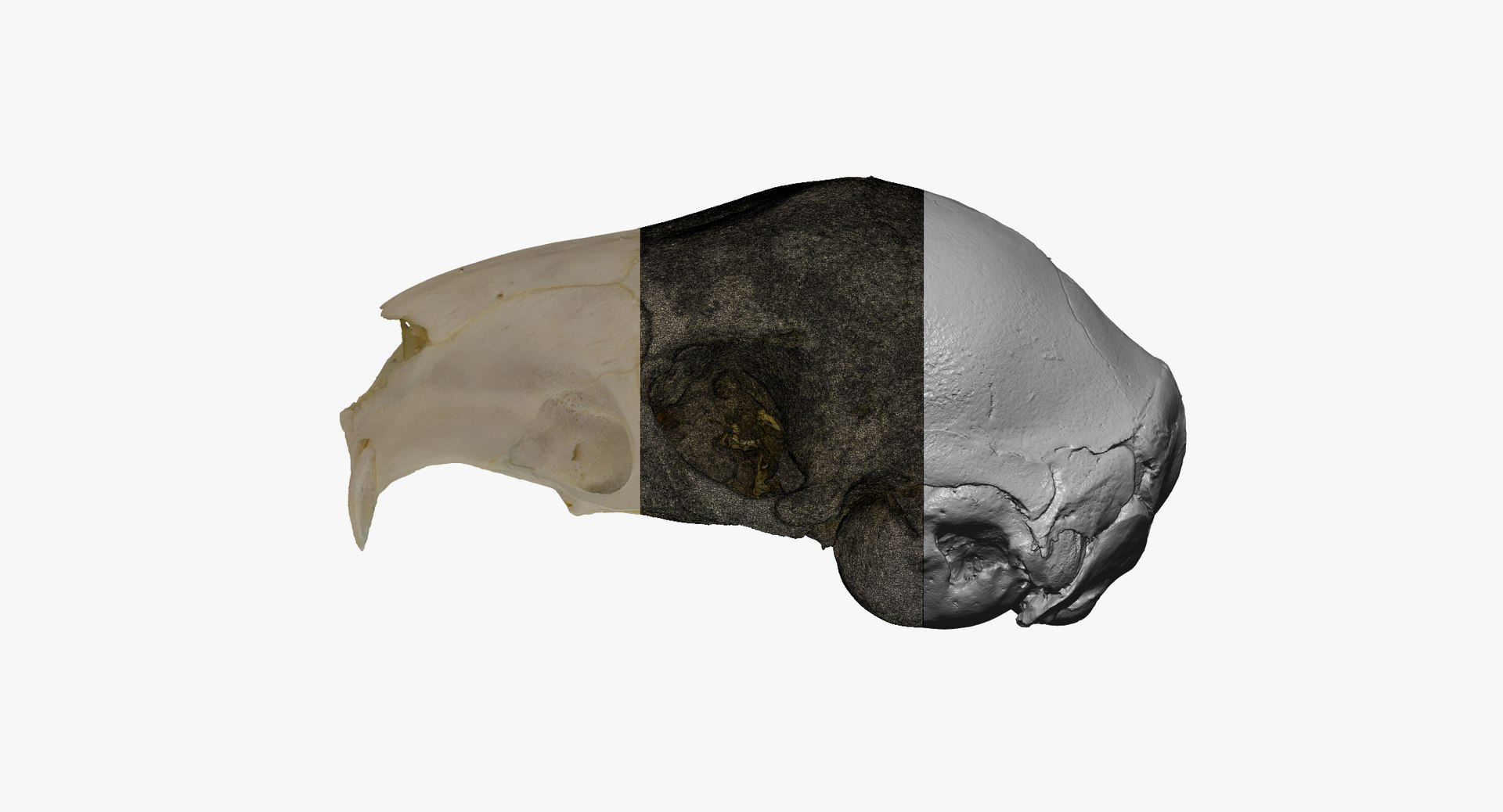 Crested Porcupine Hystrix Cristata 3D - TurboSquid 1579055