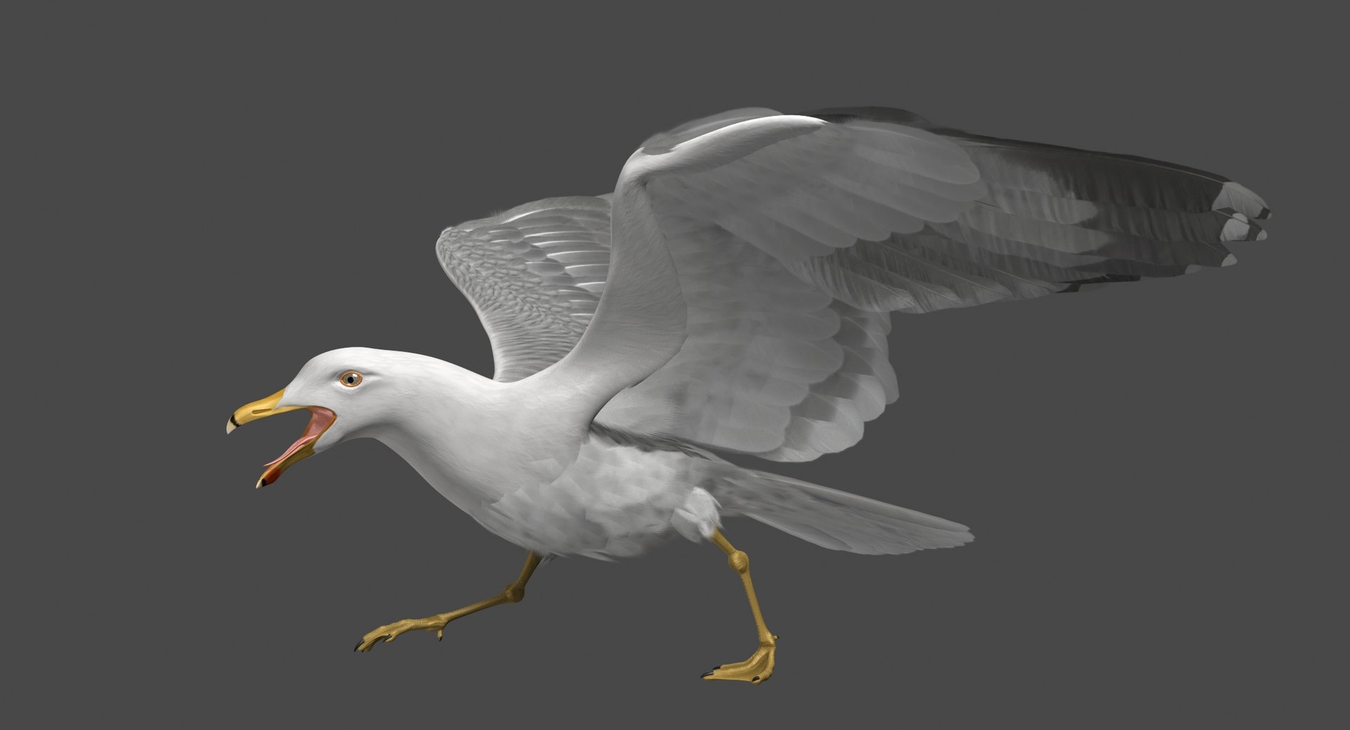 3D california gull animation flying - TurboSquid 1240979