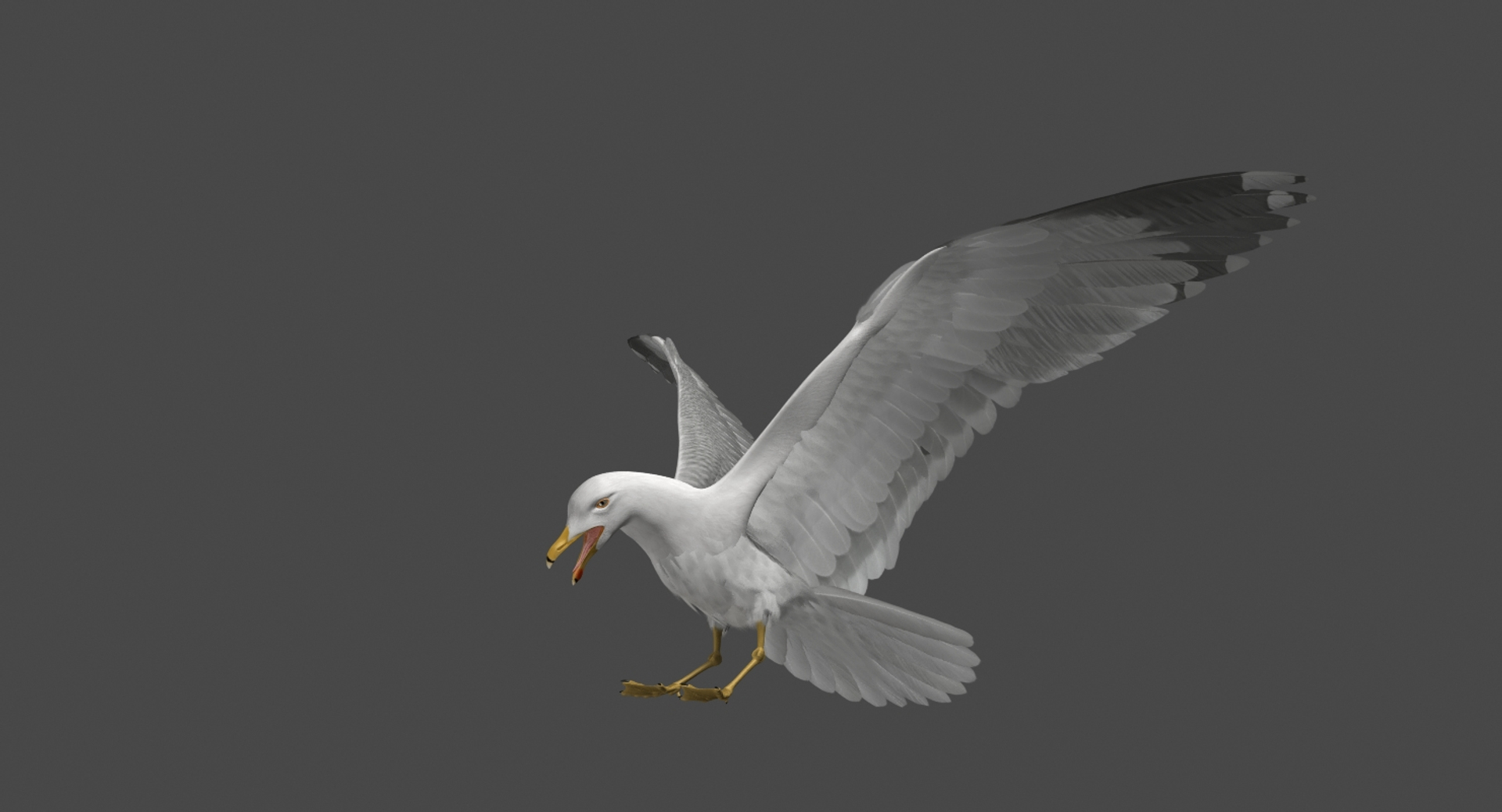 3D california gull animation flying - TurboSquid 1240979