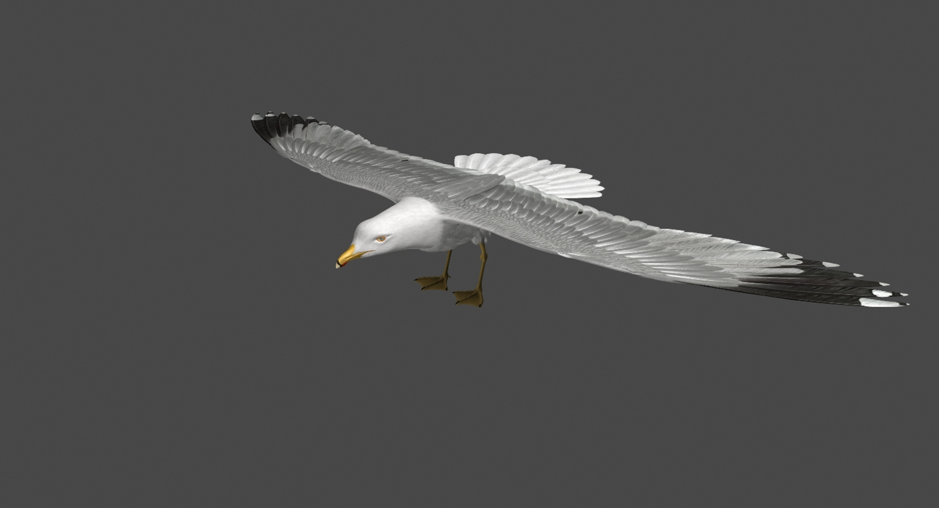 3D california gull animation flying - TurboSquid 1240979