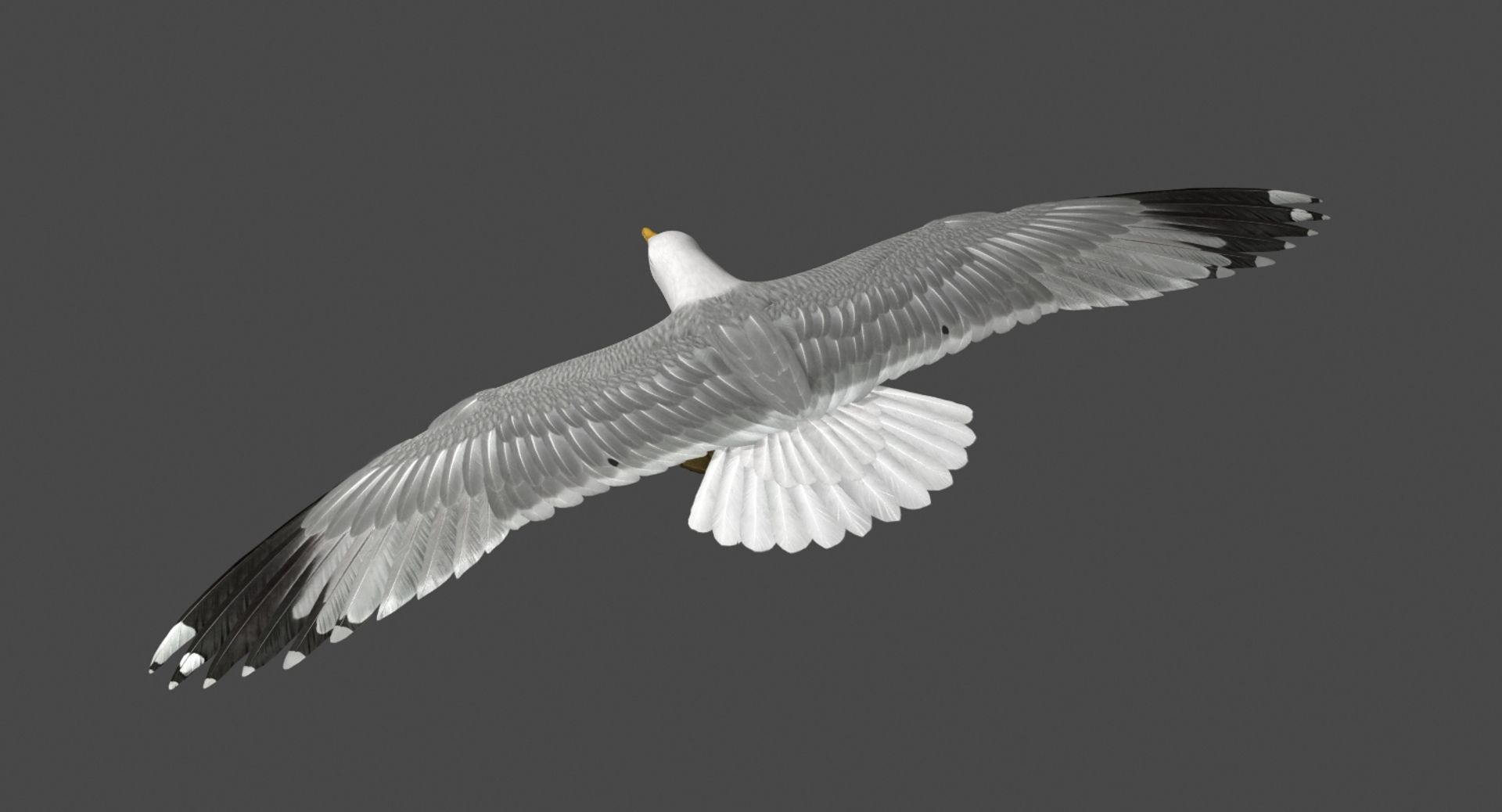 3D california gull animation flying - TurboSquid 1240979