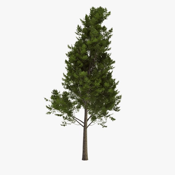 Deciduous Tree 3D Models for Download | TurboSquid