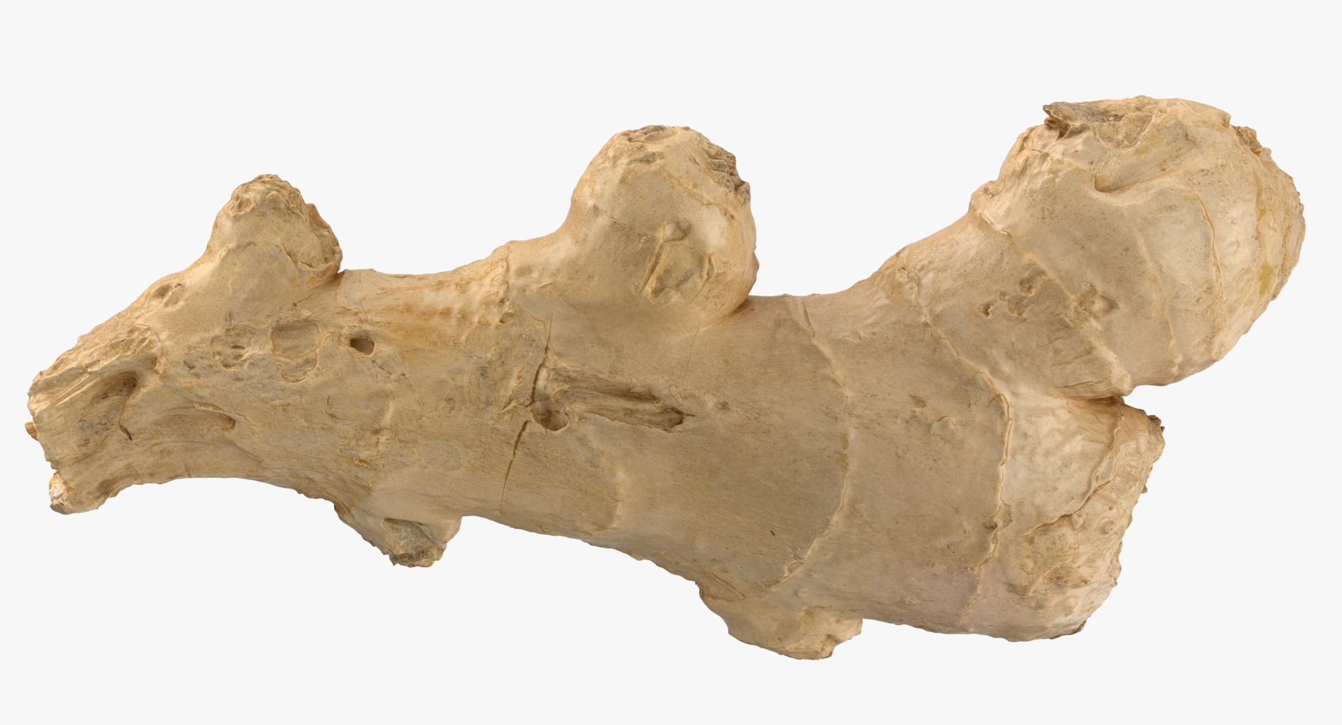 3D ginger root 06 model - TurboSquid 1513045