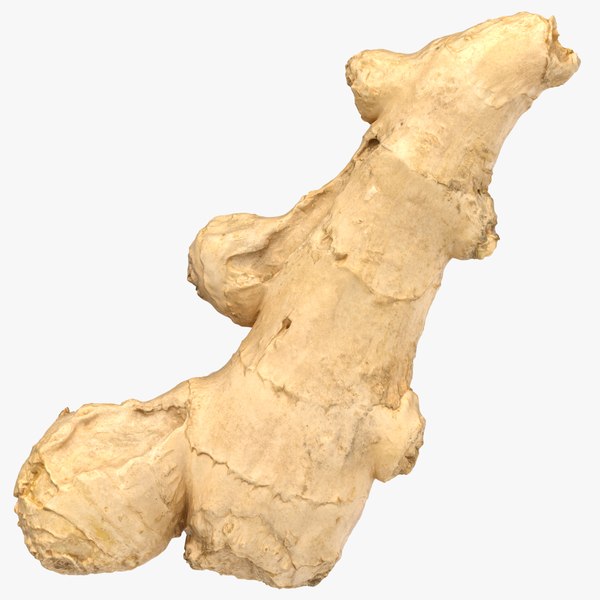 3D ginger root 06 model - TurboSquid 1513045