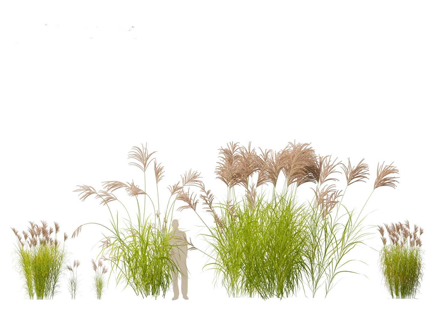 Miscanthus Sacchariflorus - Amur Silver Grass 3D - TurboSquid 2139435