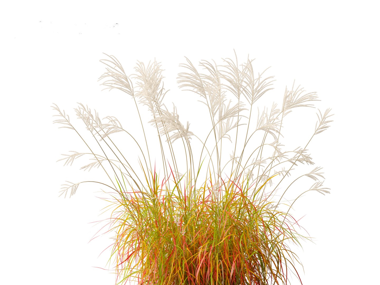 Miscanthus Sacchariflorus - Amur Silver Grass 3D - TurboSquid 2139435