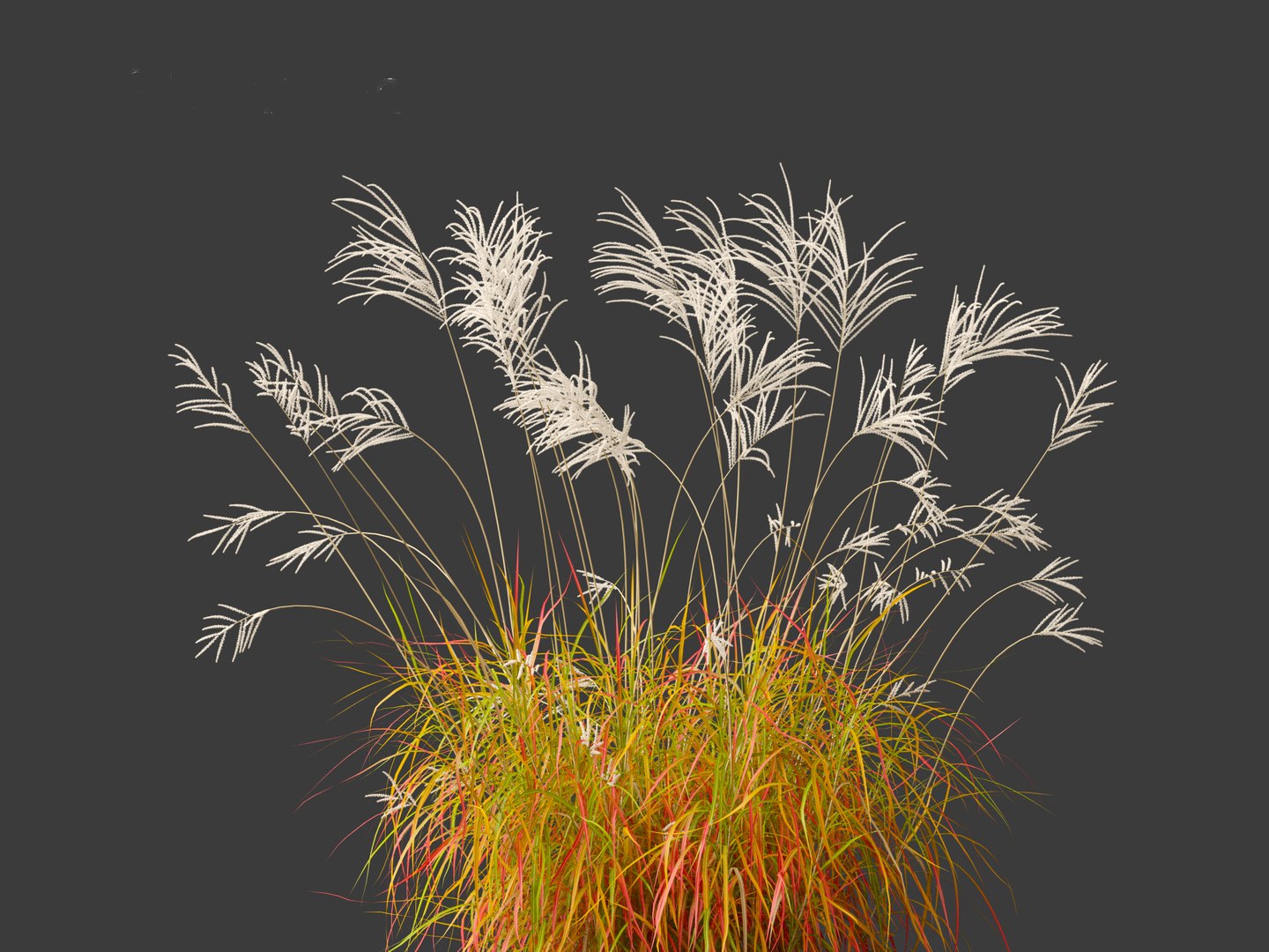 Miscanthus Sacchariflorus - Amur Silver Grass 3D - TurboSquid 2139435