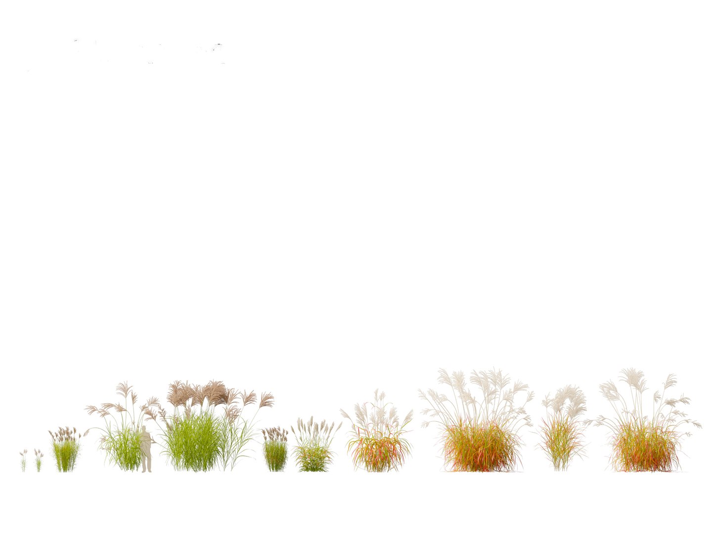 Miscanthus Sacchariflorus - Amur Silver Grass 3D - TurboSquid 2139435