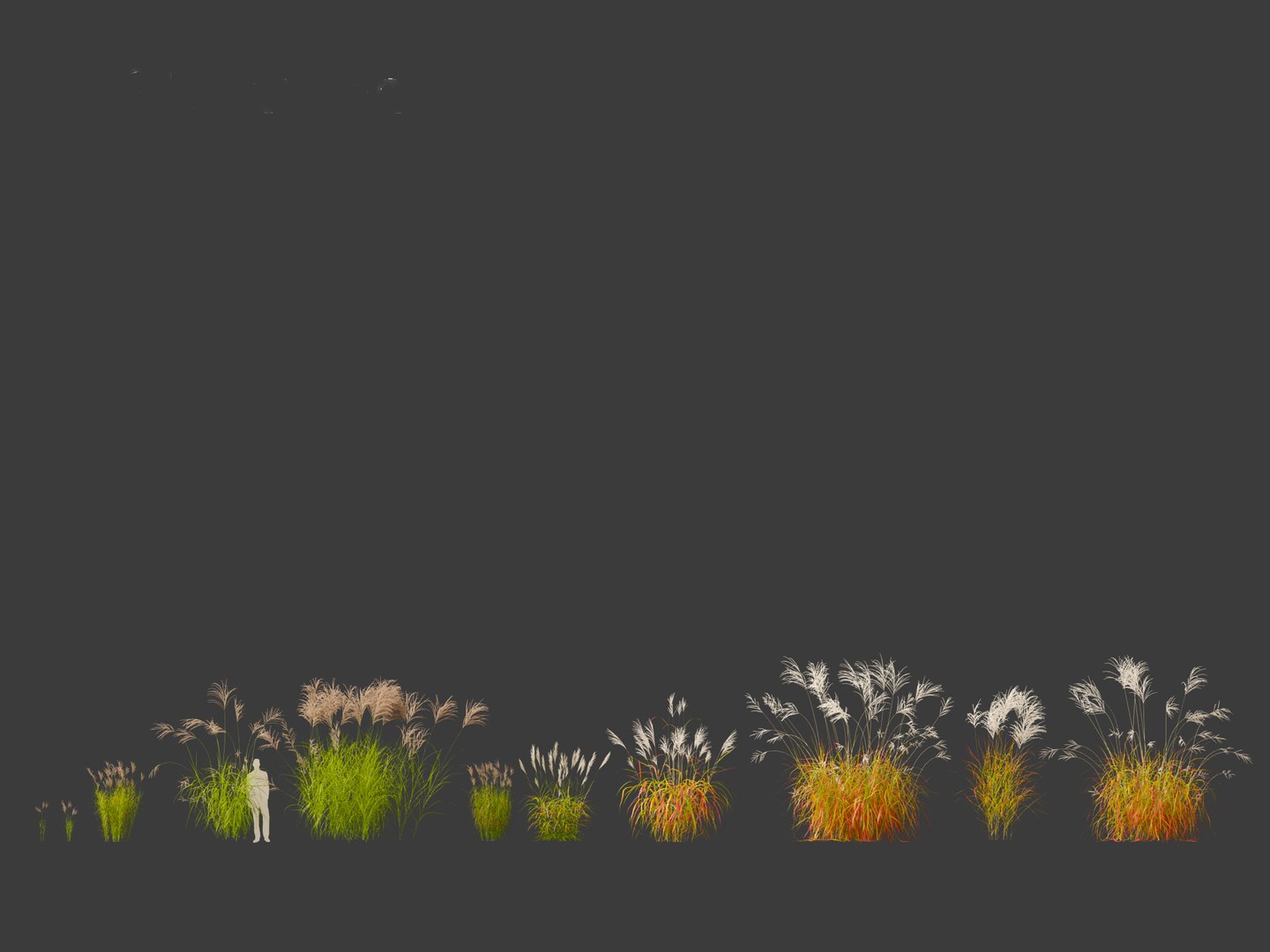 Miscanthus Sacchariflorus - Amur Silver Grass 3D - TurboSquid 2139435