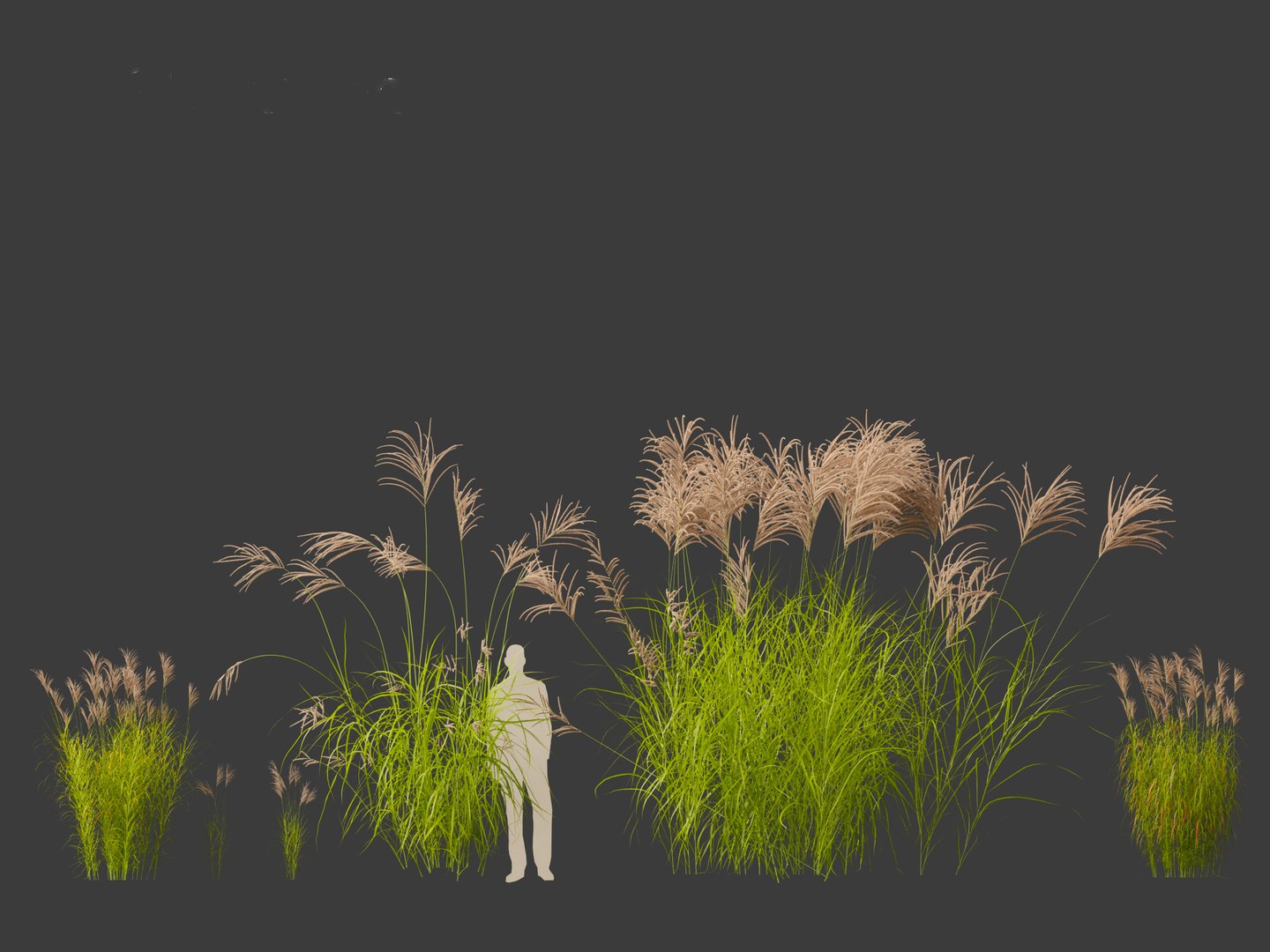 Miscanthus Sacchariflorus - Amur Silver Grass 3D - TurboSquid 2139435
