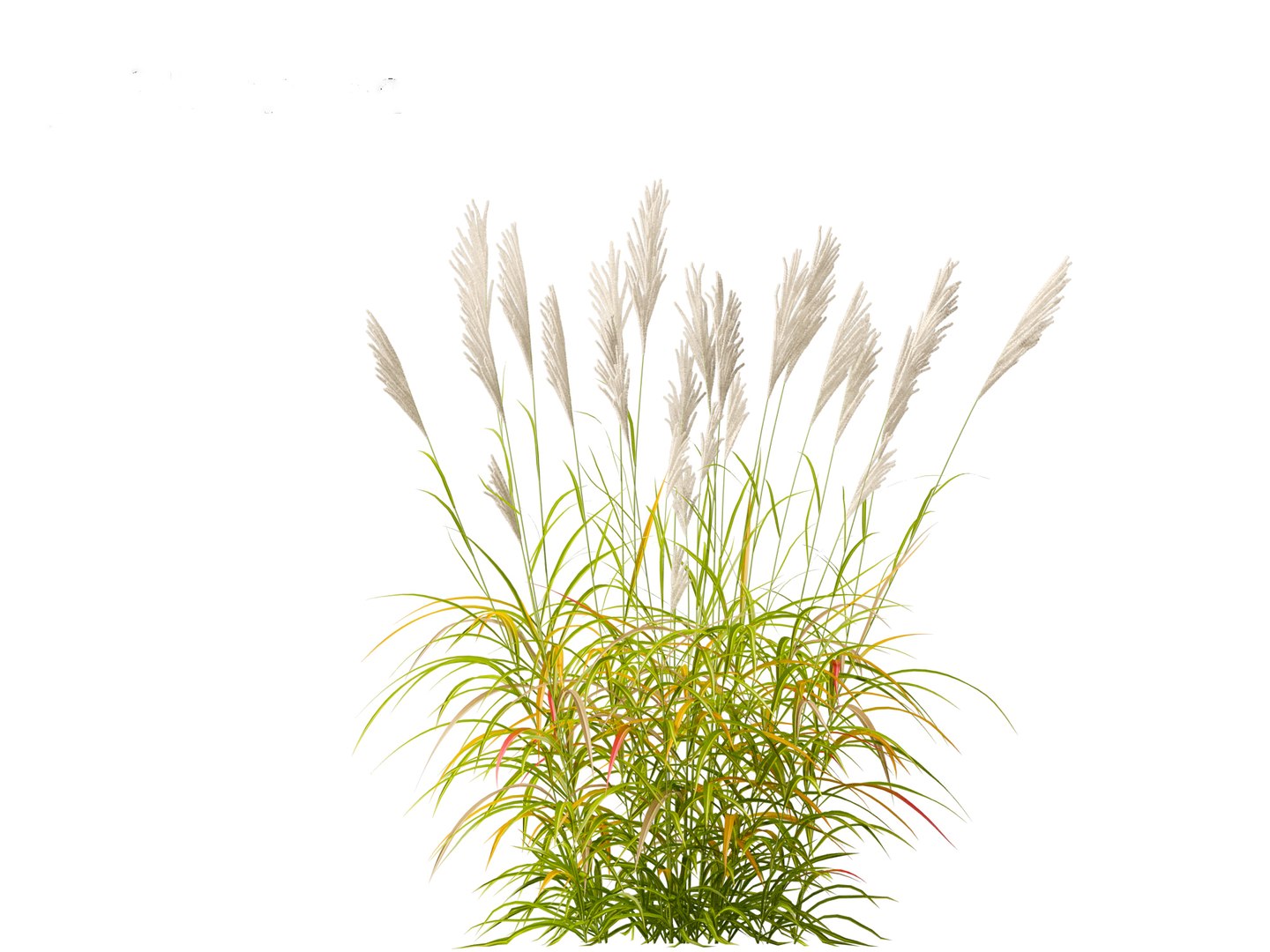 Miscanthus Sacchariflorus - Amur Silver Grass 3D - TurboSquid 2139435
