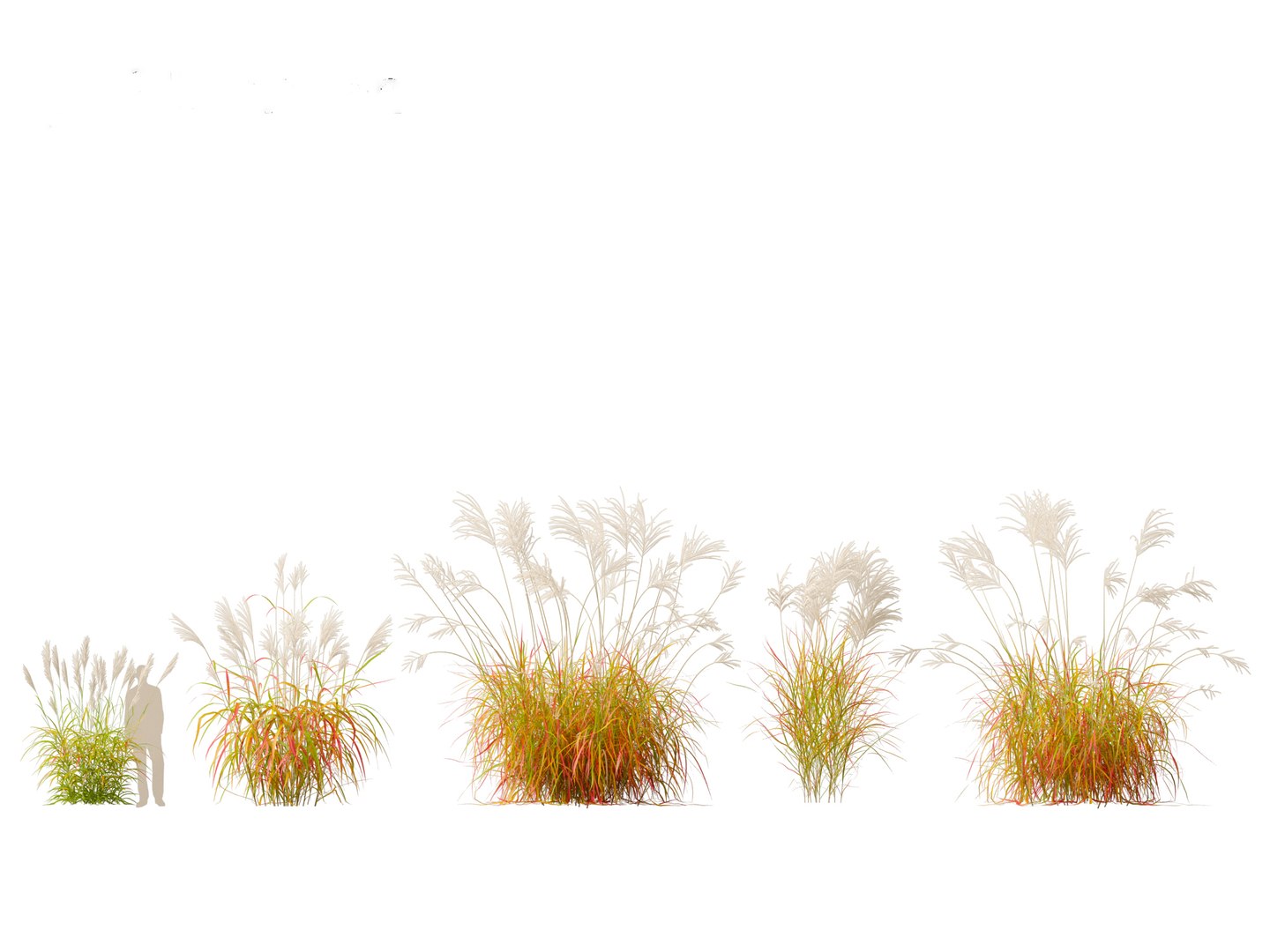 Miscanthus Sacchariflorus - Amur Silver Grass 3D - TurboSquid 2139435