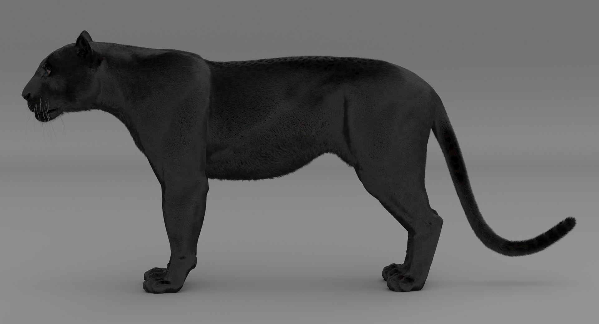 3D Black Panther Leopard Fur - TurboSquid 1424216