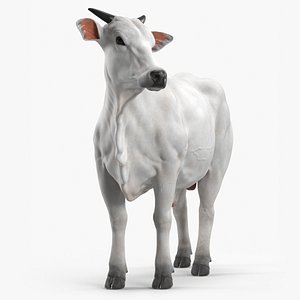 3D Cow Models - Browse & Download Formats - TurboSquid