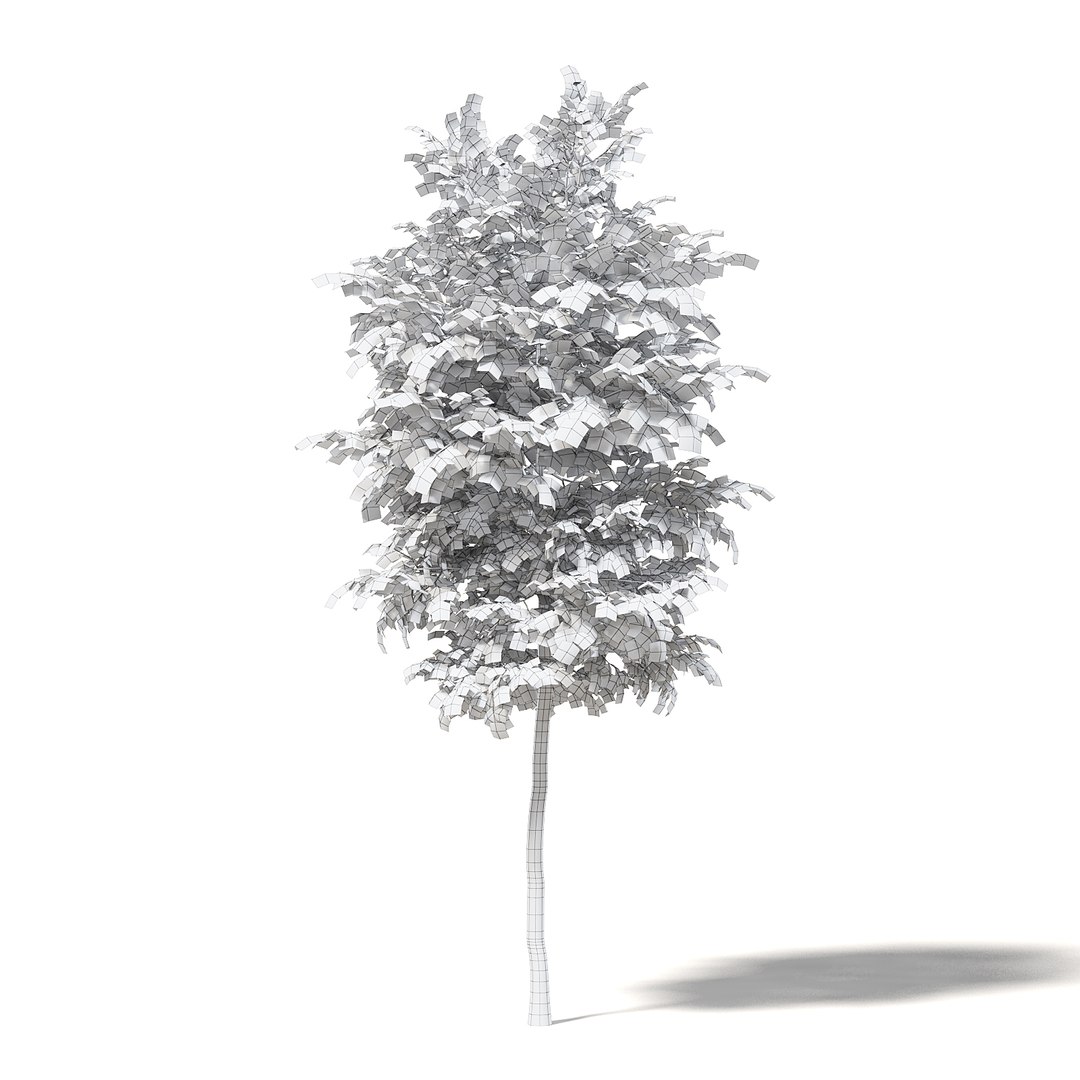 3D Silver Birch 3 3m Model - TurboSquid 1399323