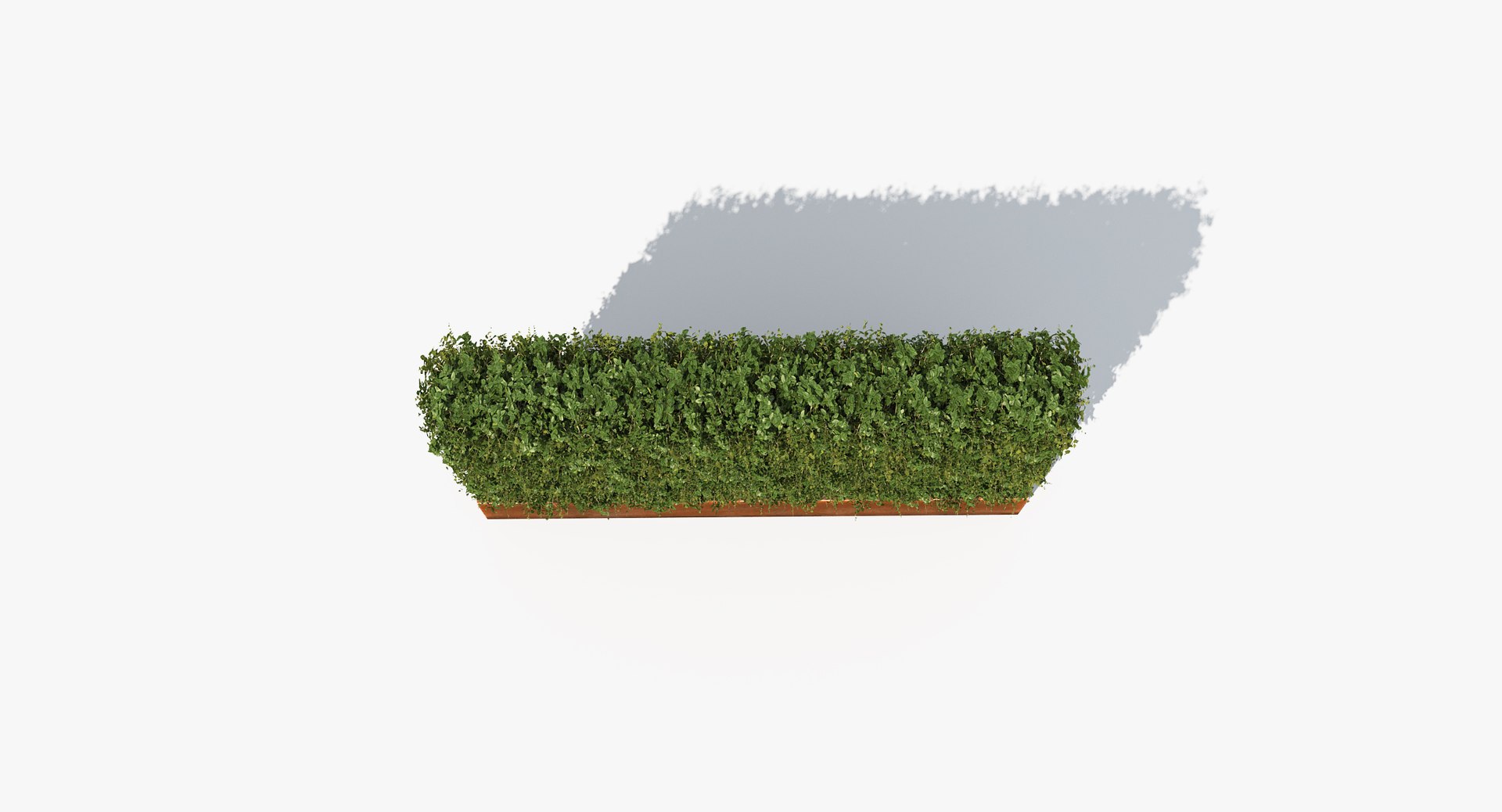 Boxwood Plants Hedges Rusted Steel Max