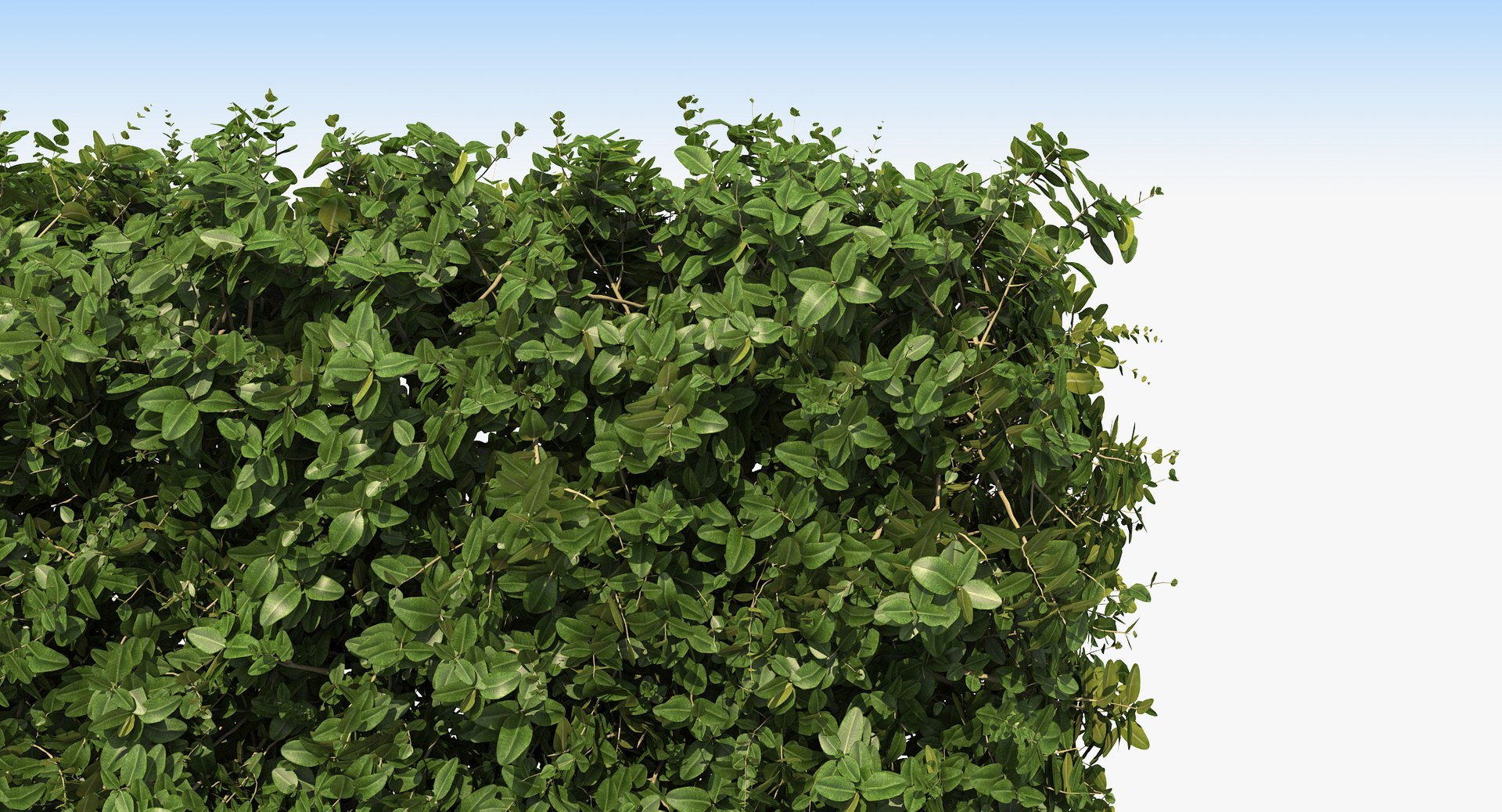 Boxwood Plants Hedges Rusted Steel Max