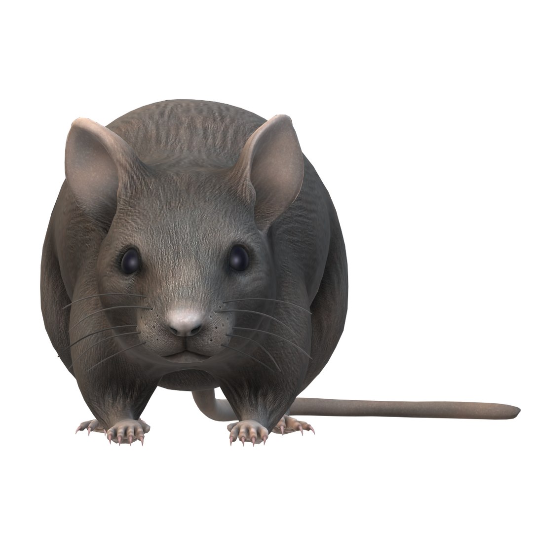 Mouse 3D Model - TurboSquid 2305720
