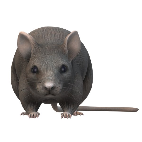 3D модель Мышь - TurboSquid 2305720