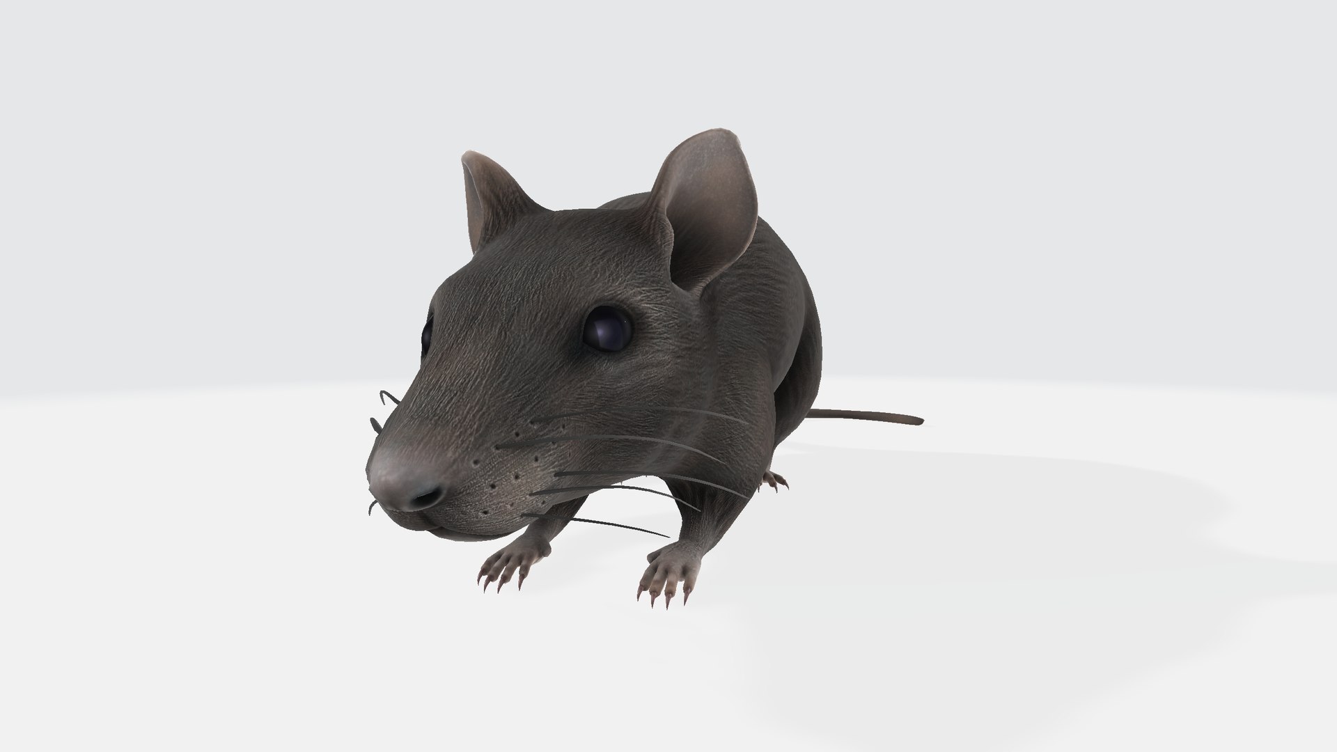Mouse 3D Model - TurboSquid 2305720