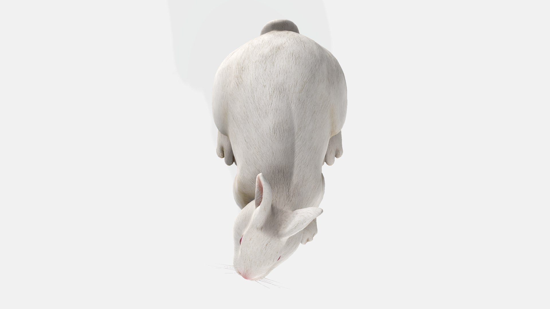 3D Rabbit Model - TurboSquid 2306343