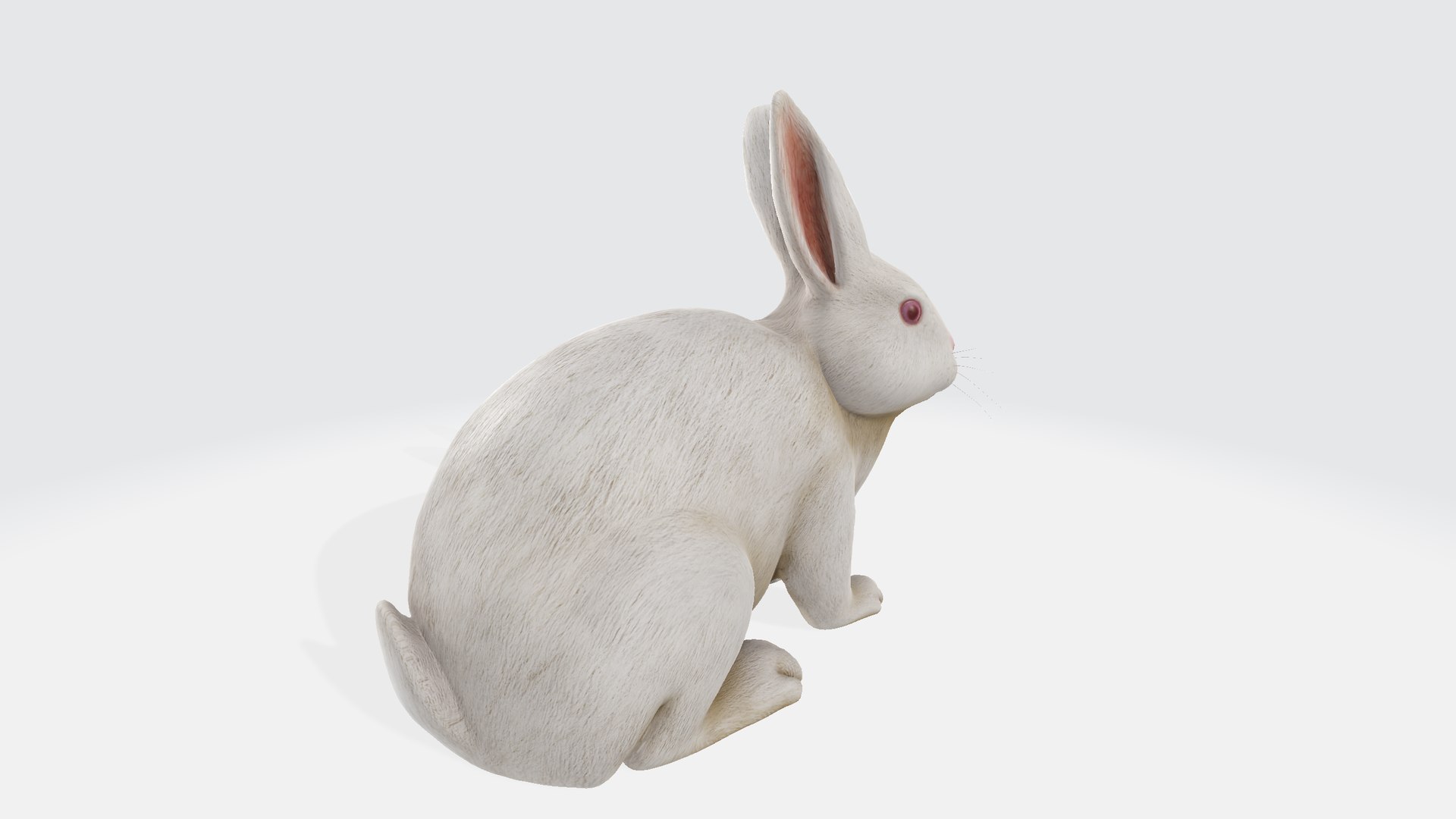 3D Rabbit Model - TurboSquid 2306343