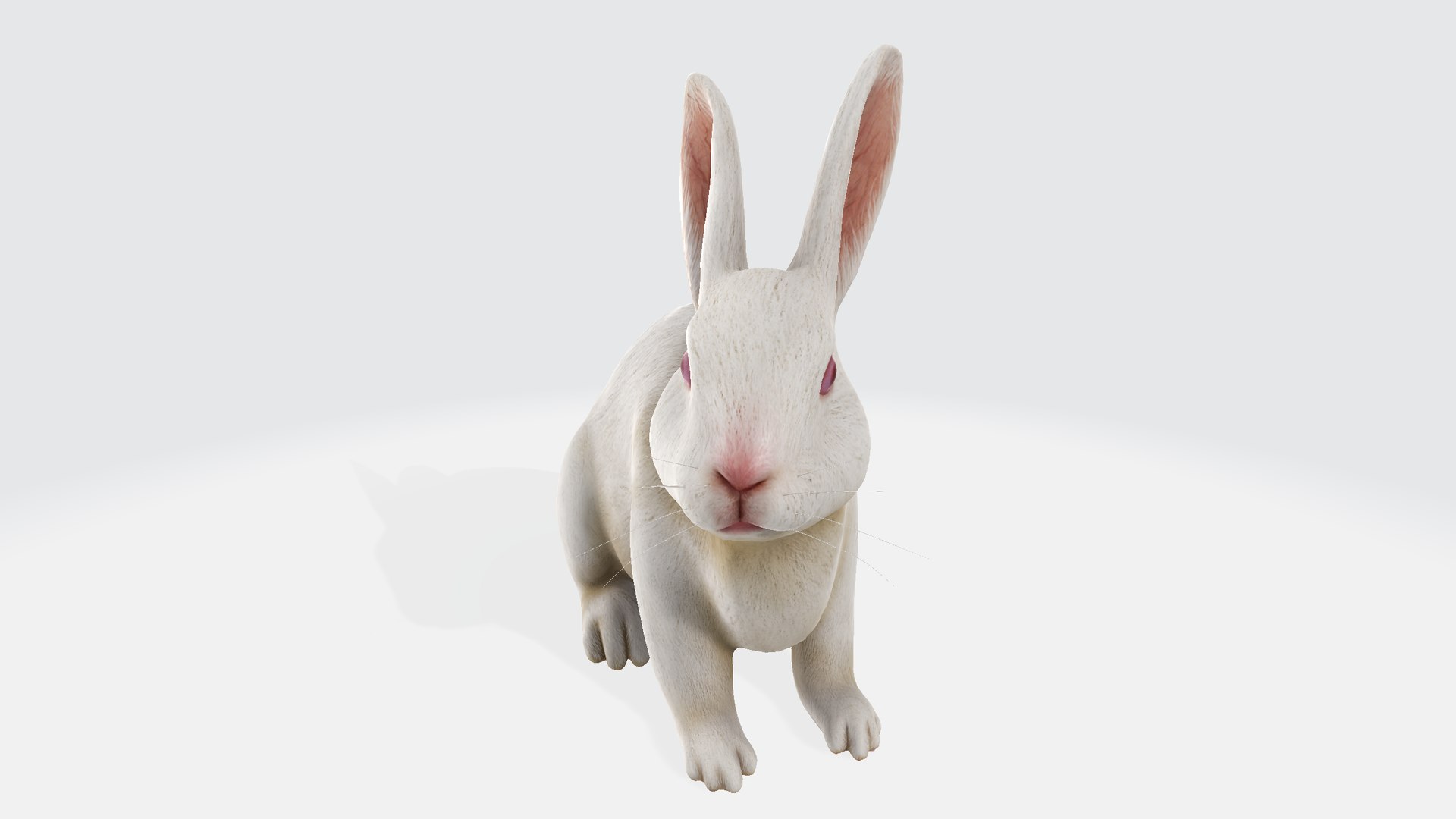 3D Rabbit Model - TurboSquid 2306343
