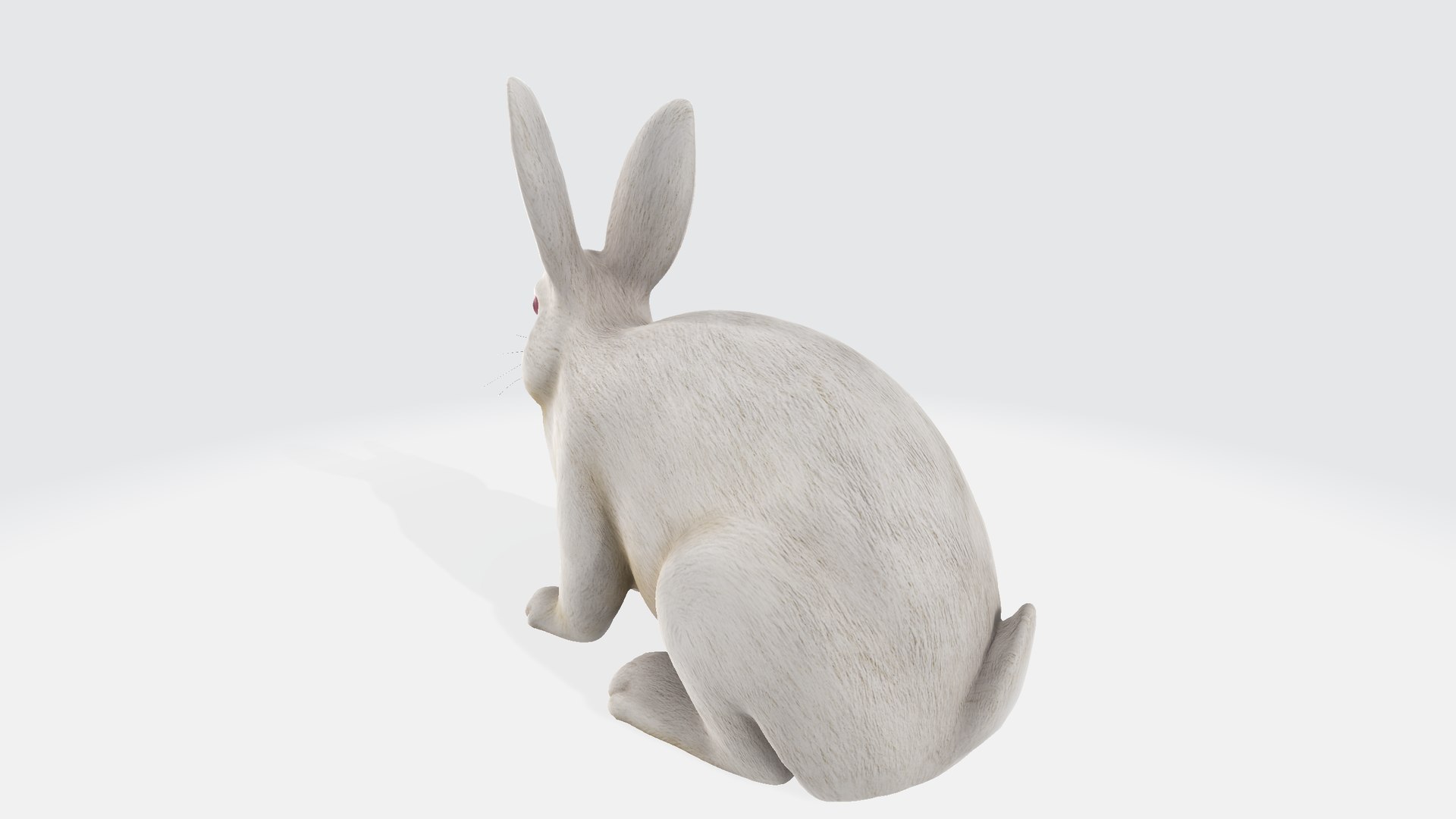 3D Rabbit Model - TurboSquid 2306343