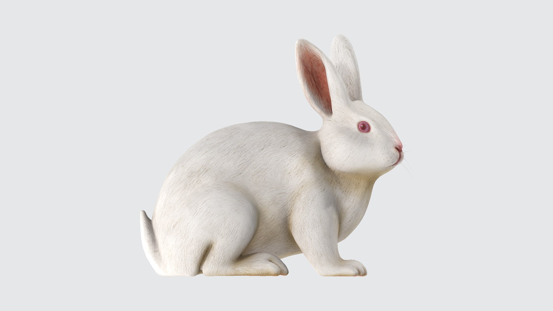3D Rabbit Model - TurboSquid 2306343